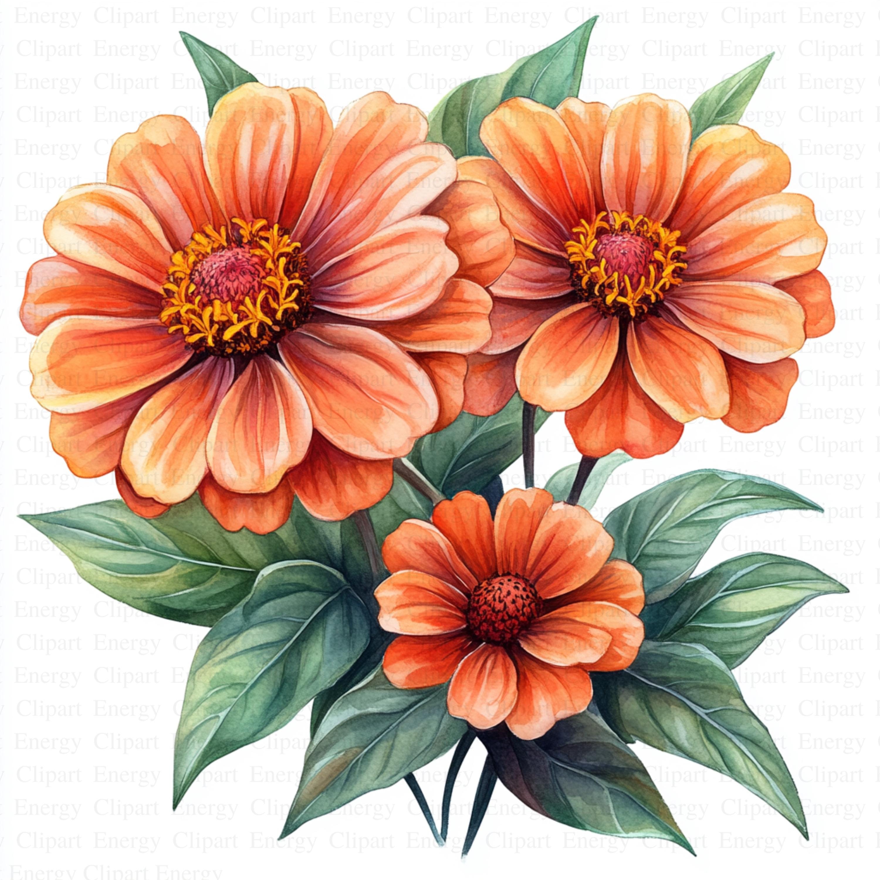 Zinnia Clipart | 5 High Quality Jpg's | Digital Download | Zinnia ...