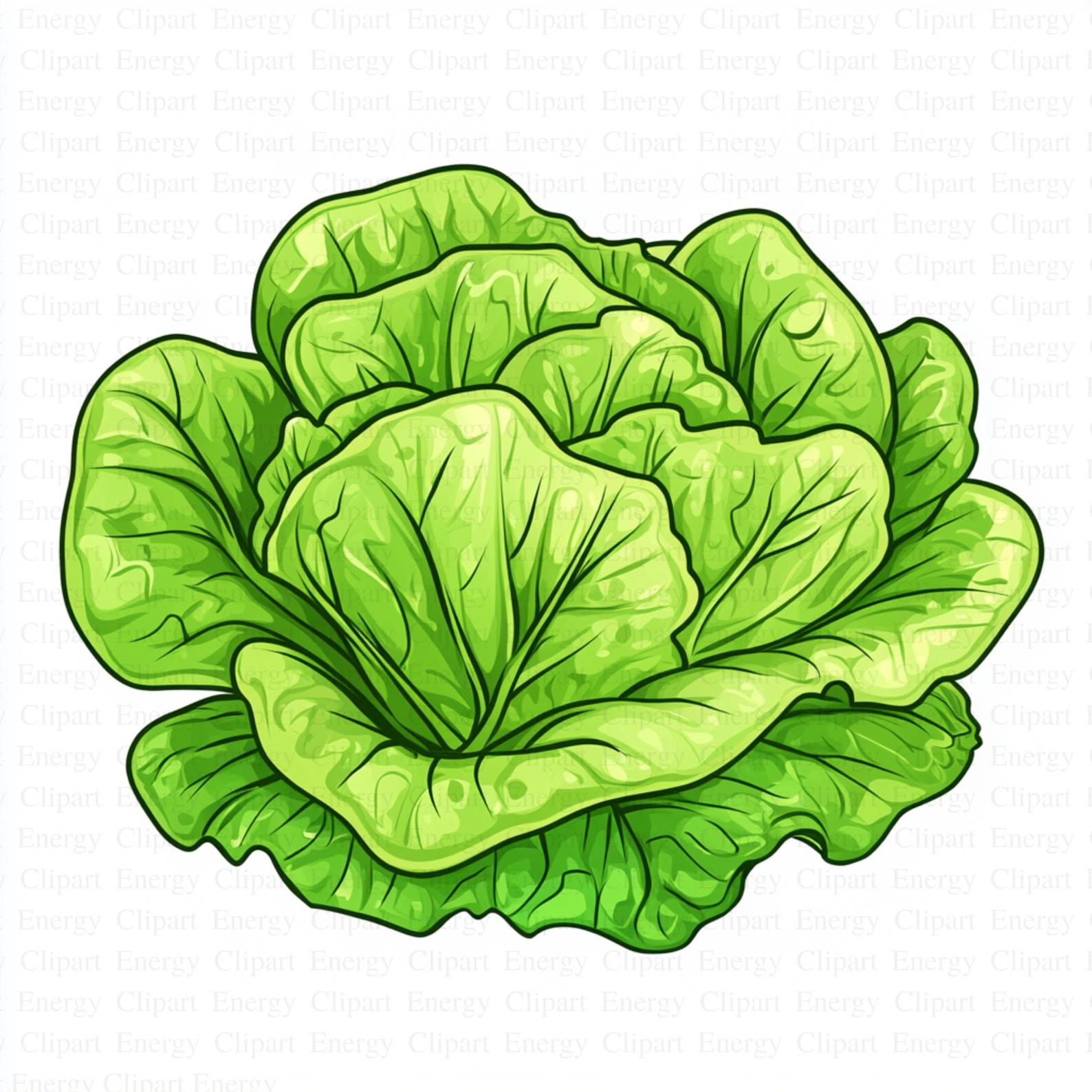 Lettuce Clipart | 5 High Quality Jpg's | Digital Download | Lettuce ...
