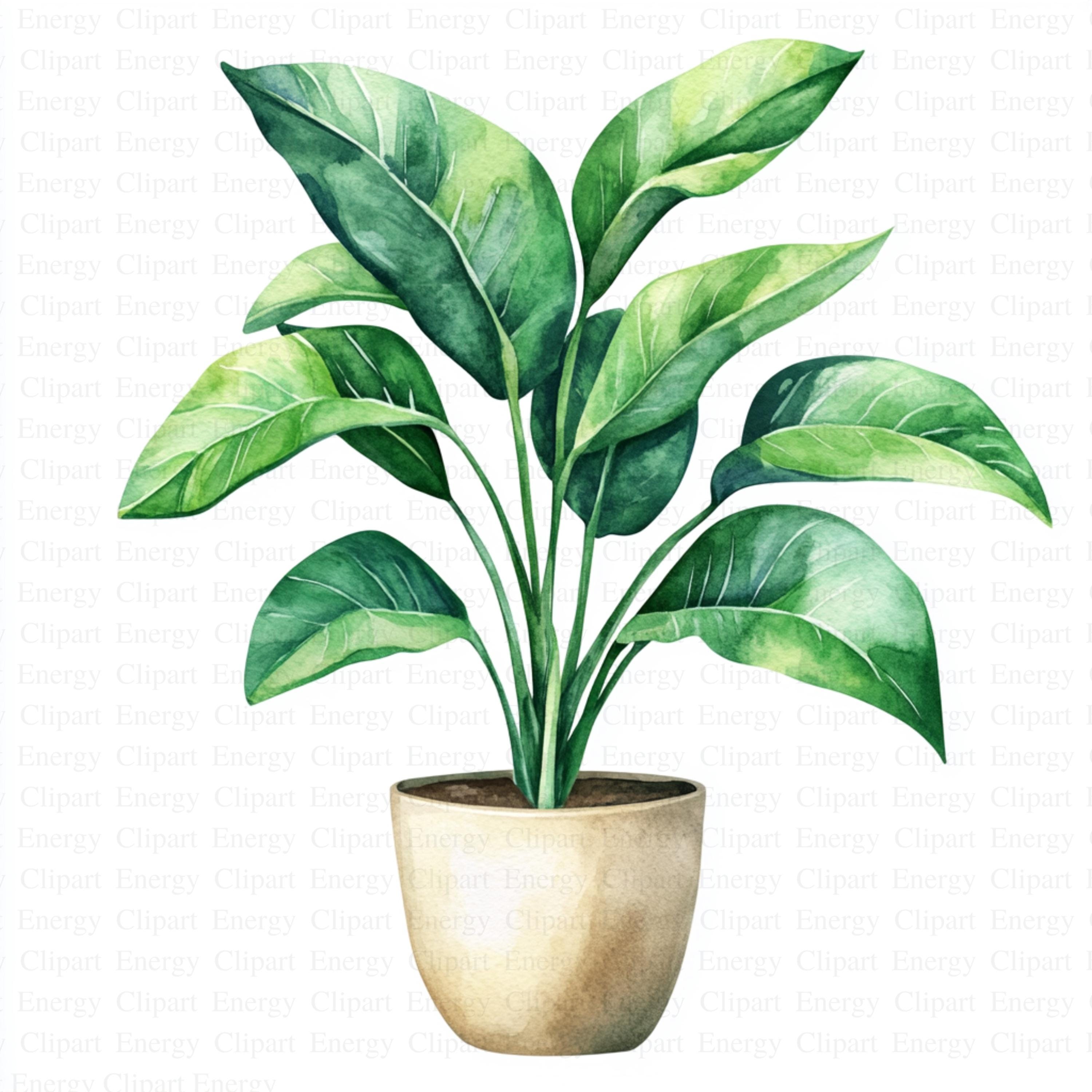 Houseplant Clipart | 5 High Quality Jpg's | Digital Download | Indoor ...