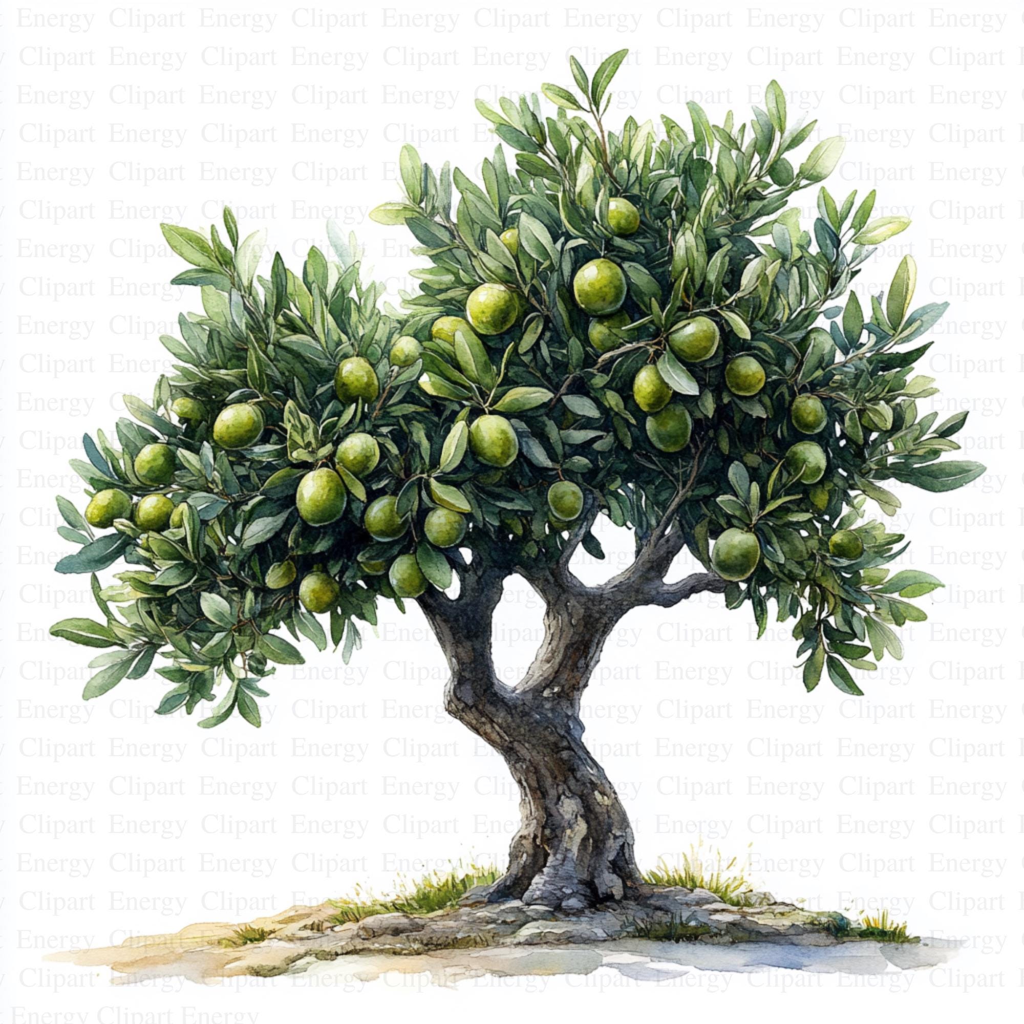 Olive Trees Clipart | 5 High Quality Jpgs | Digital Download | Card ...