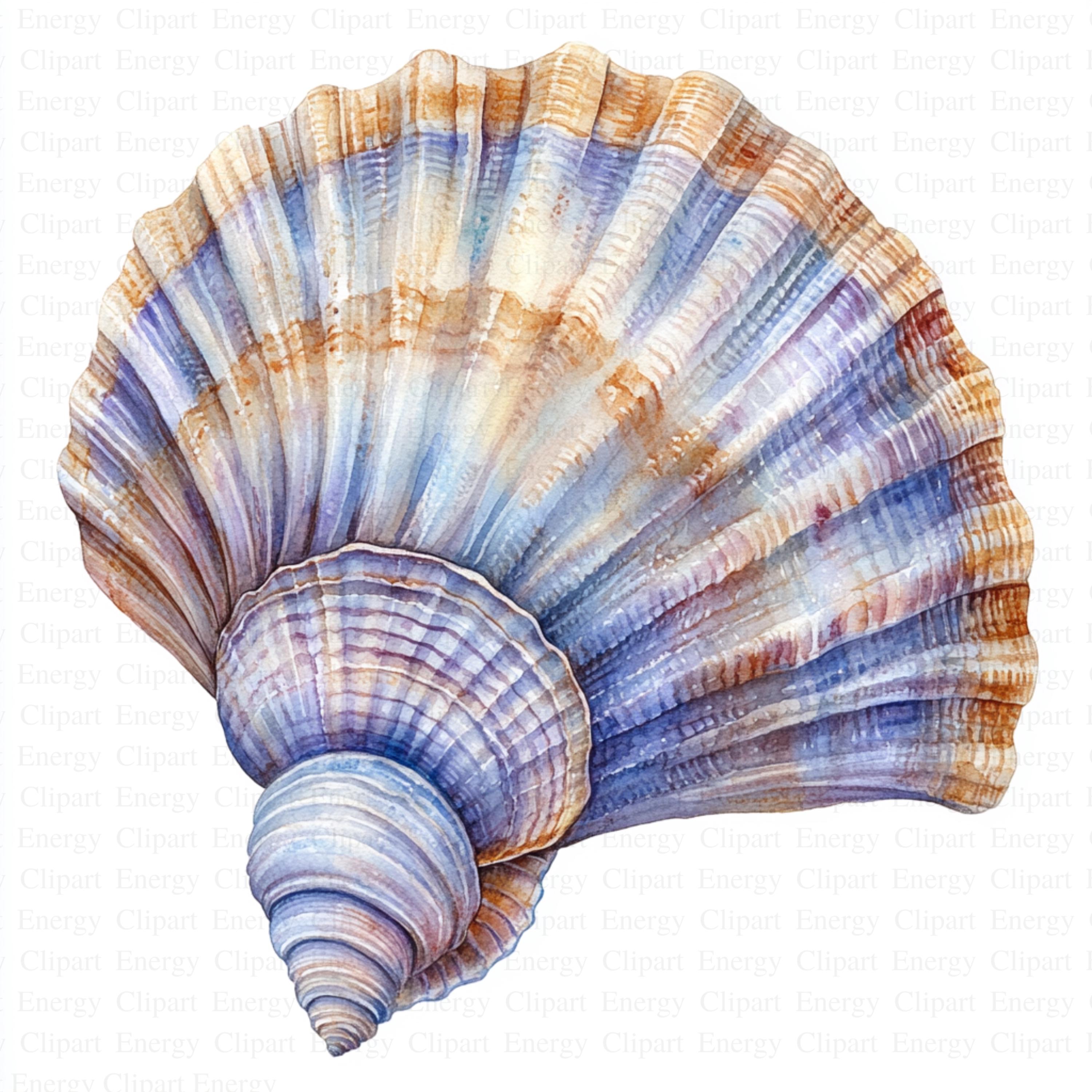 Watercolor Shell Clipart | 5 High Quality Jpg's | Digital Download ...