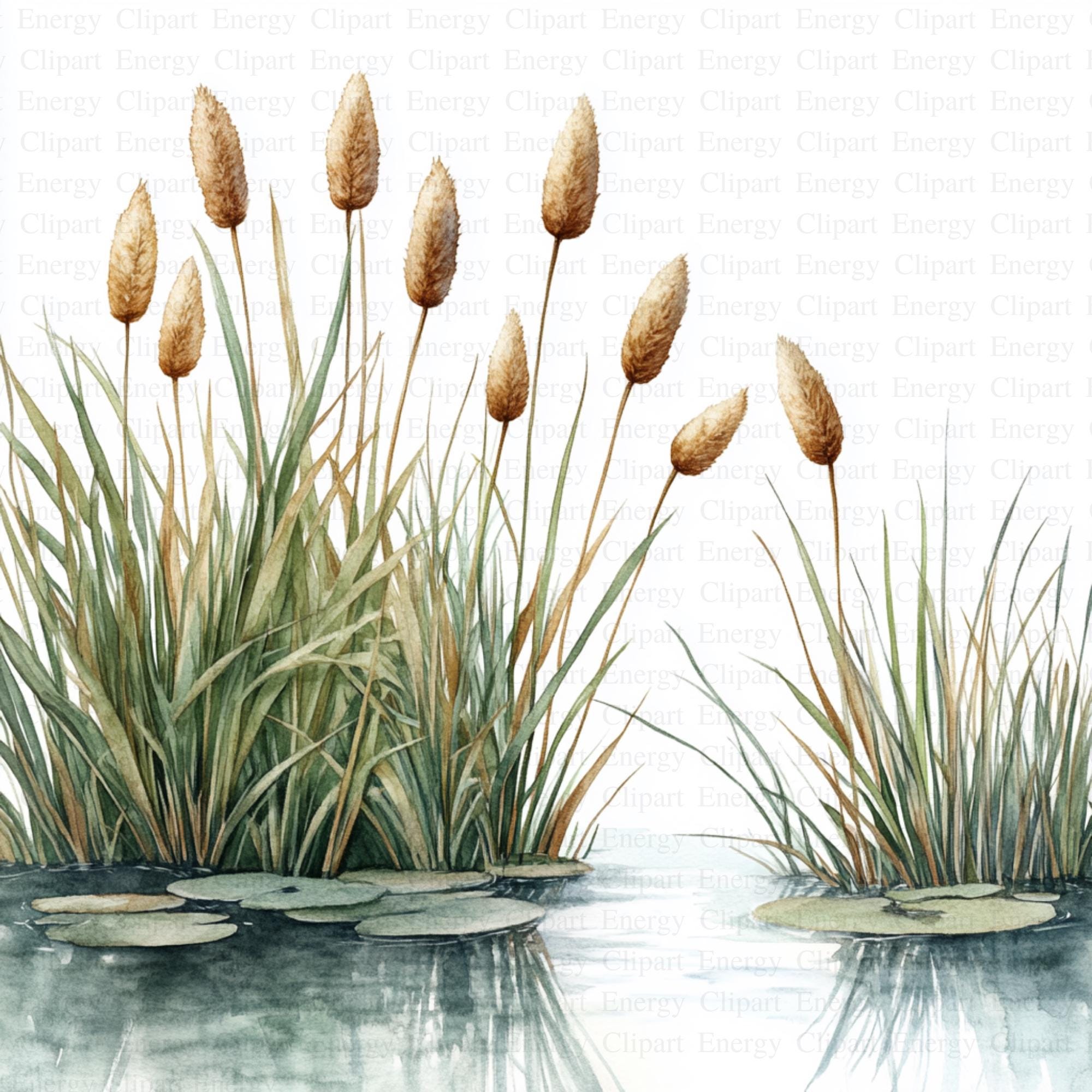 Cattails and Reeds in Water Pond Clipart | 5 High Quality Jpgs | Digital Download | Commercial ...