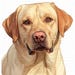 Cute Labrador Clipart | 5 High Quality Jpg's | Digital Download | Pet ...
