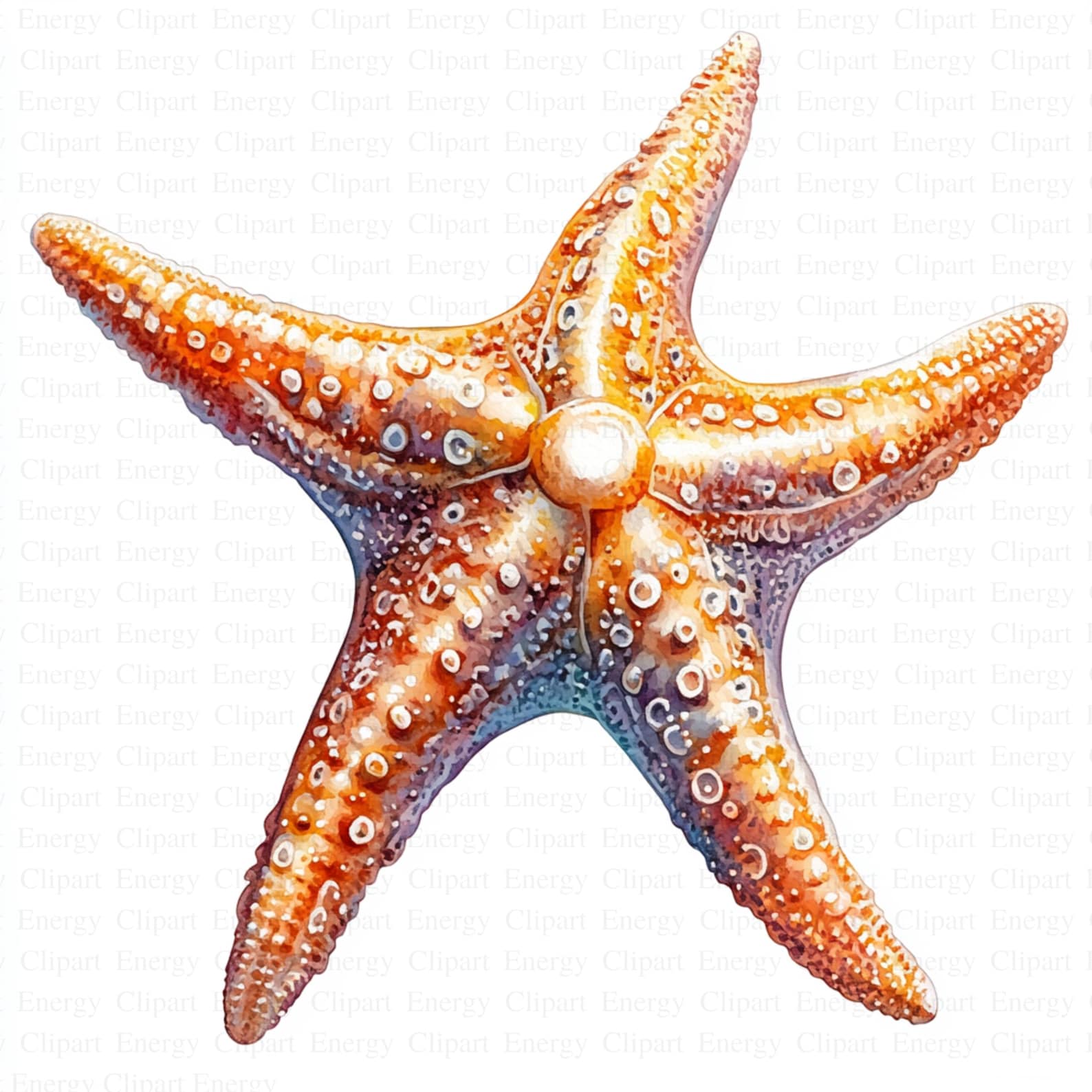 Starfish Clipart | 5 High Quality Jpg's | Digital Download | Beach ...