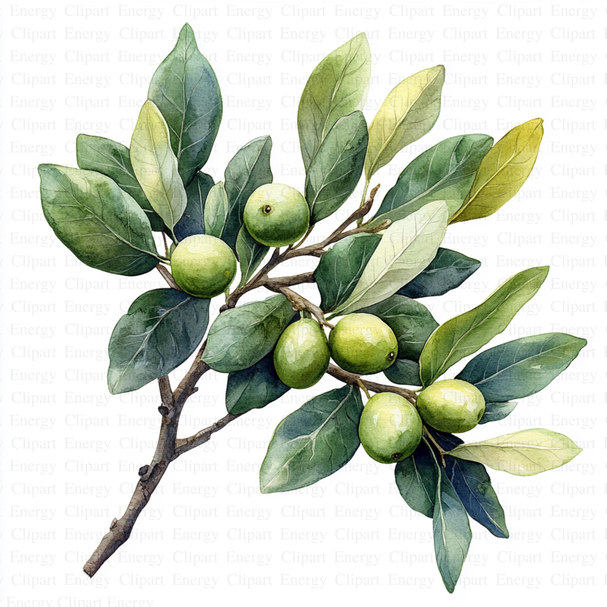 Olive Branches Clipart | 5 High Quality Jpgs | Digital Download | Card ...