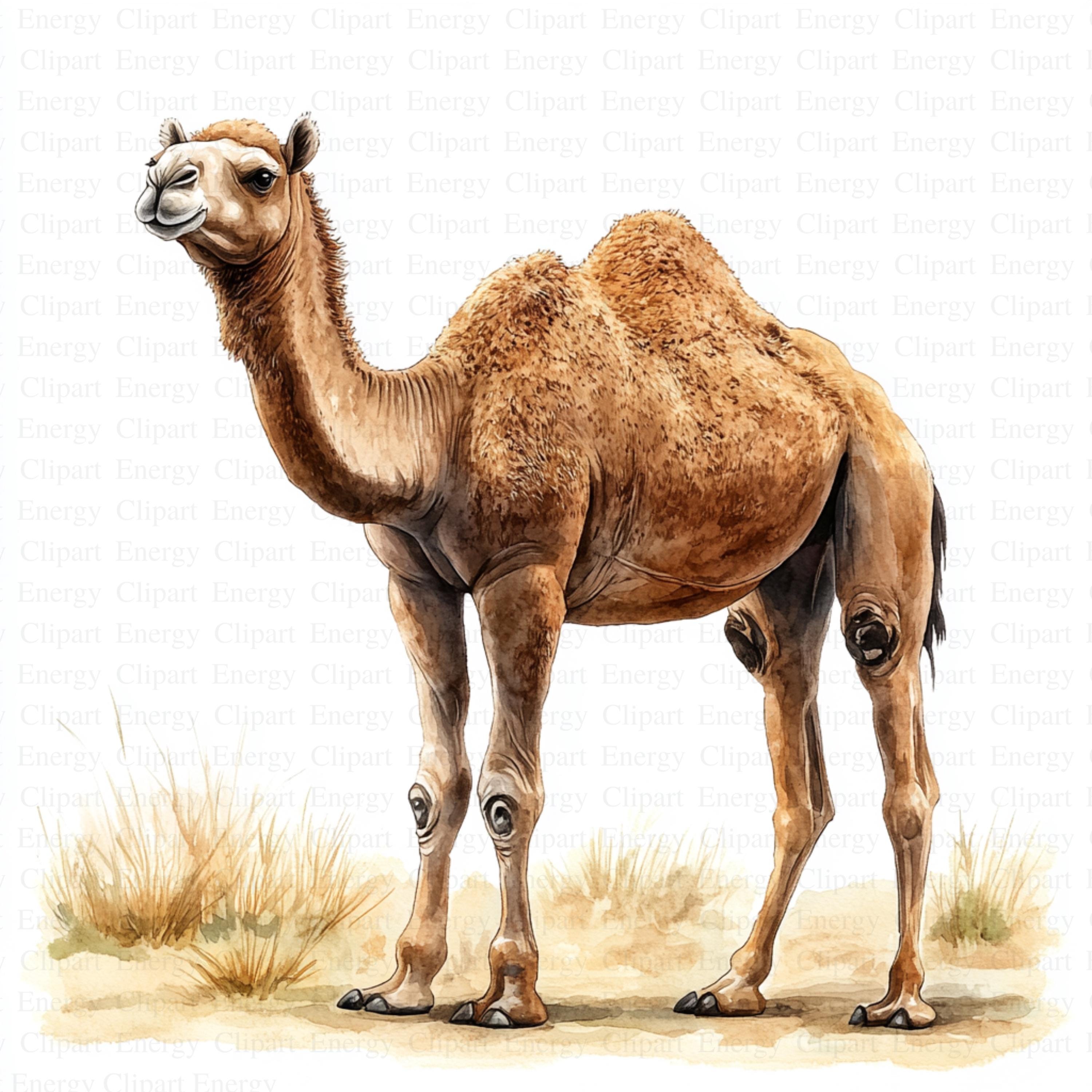 Watercolor Camel Clipart | 5 High Quality Jpg's | Digital Download ...