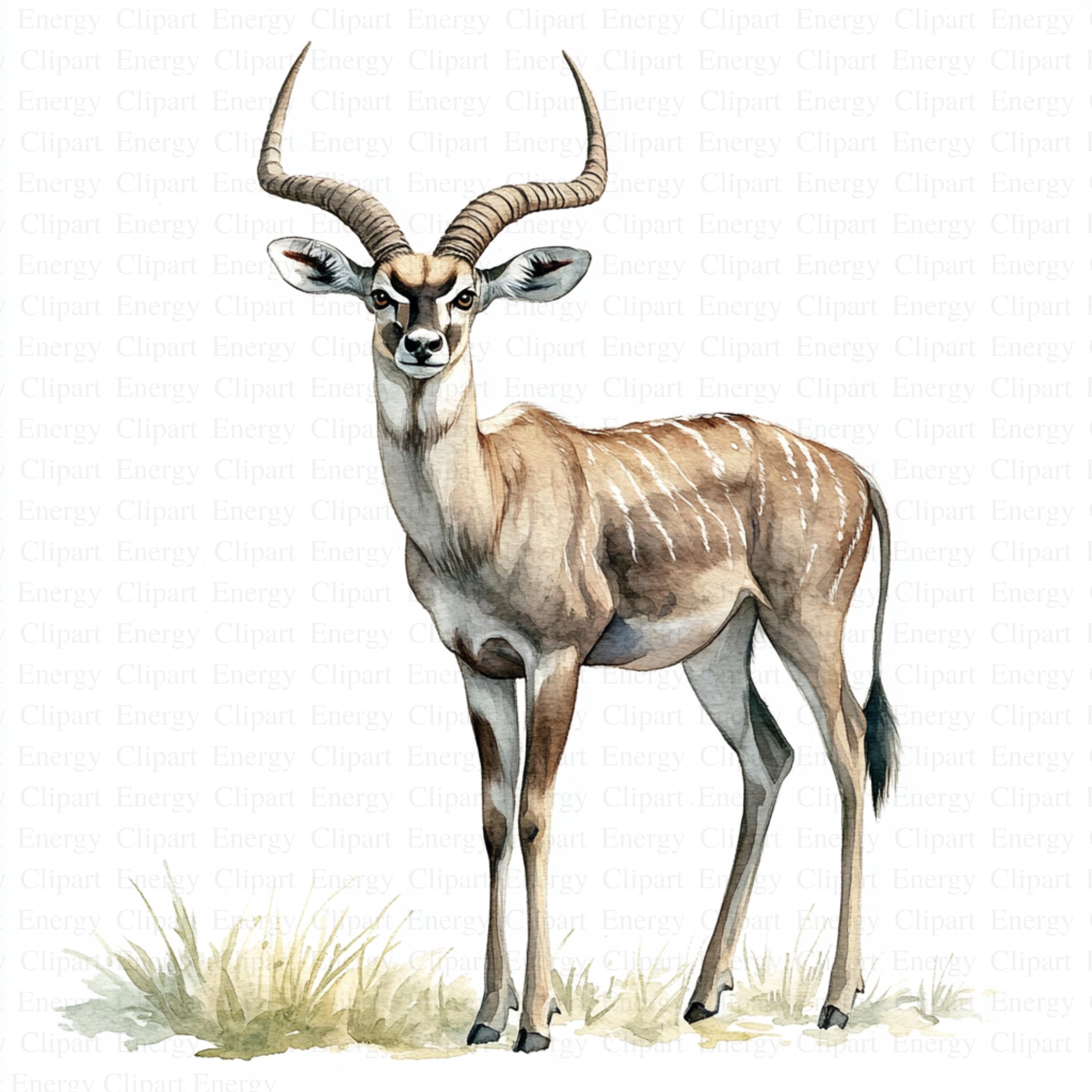 Great Kudu Clipart | 5 High Quality Jpg's | Digital Download | Majestic ...