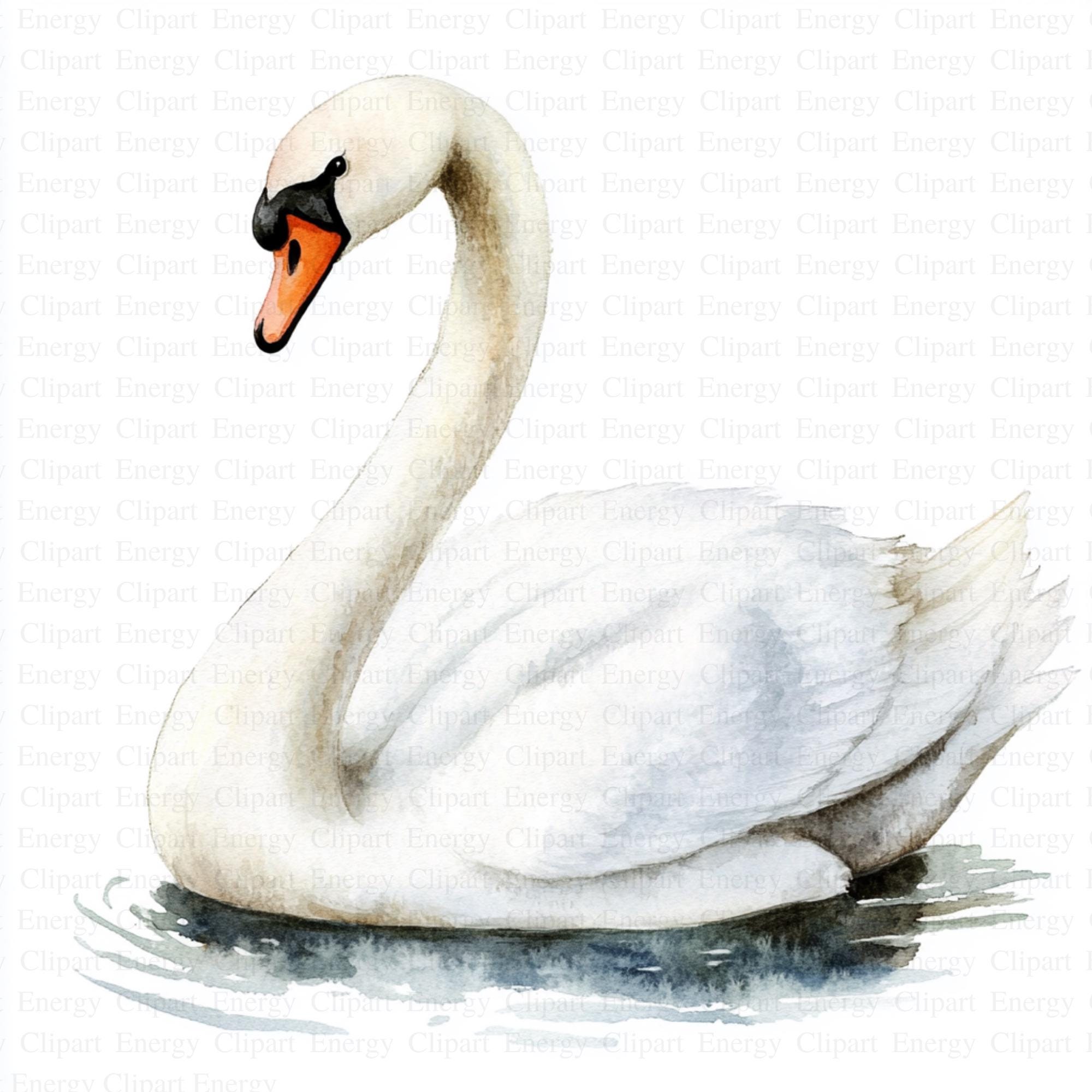 Swan Clipart | 5 High Quality Jpg's | Digital Download | Watercolor ...