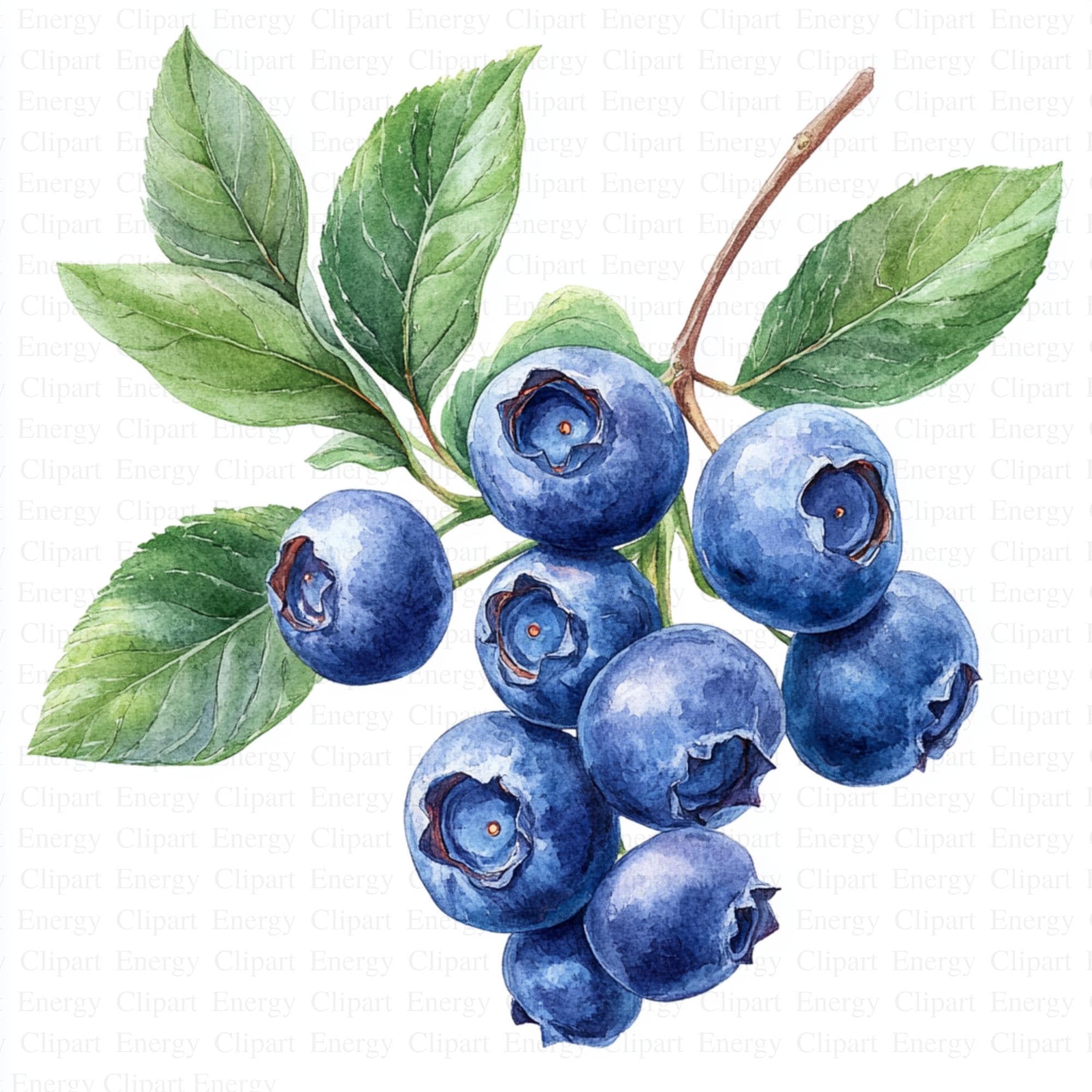 Blueberry Clipart | 5 High Quality Jpgs | Digital Download | Clip Art ...