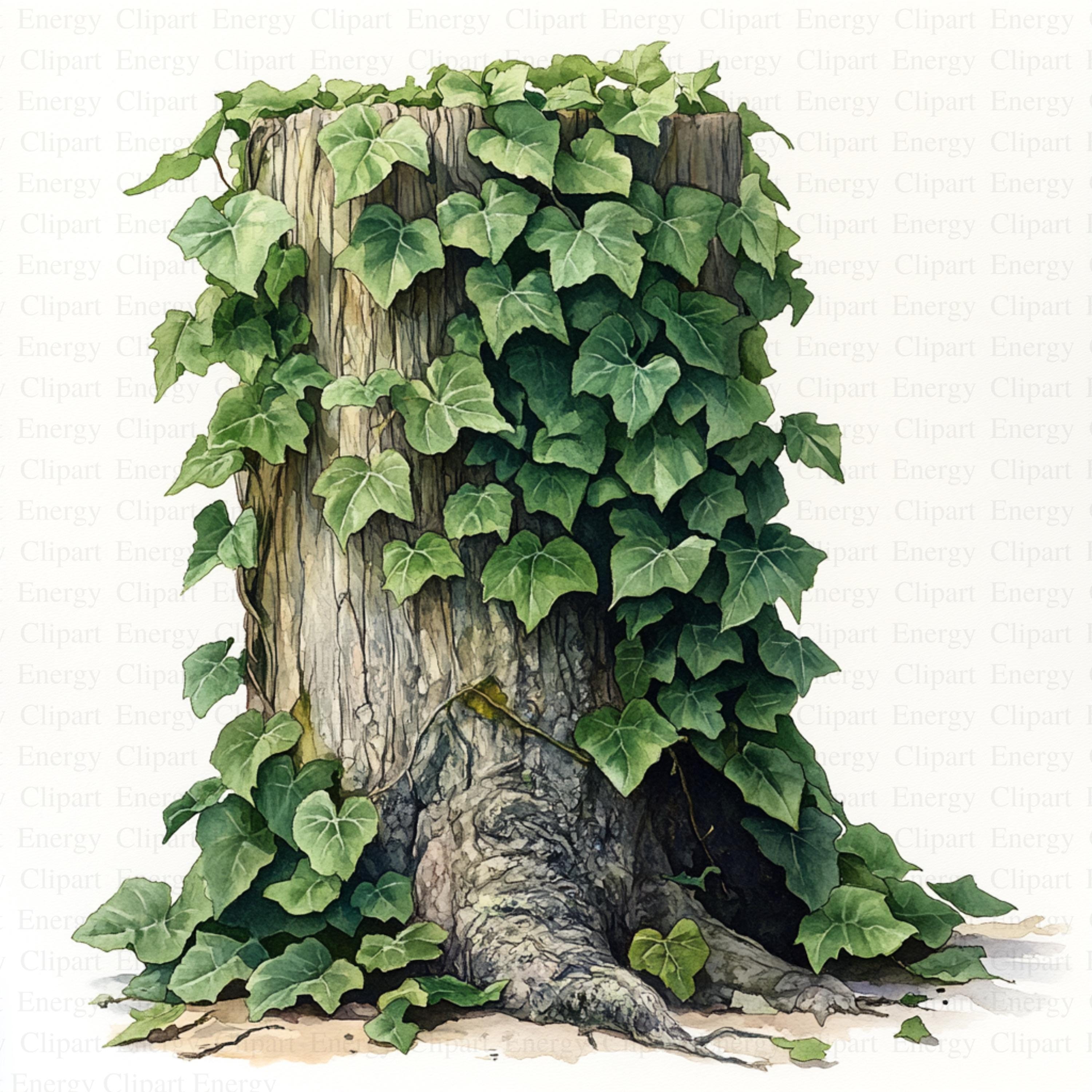 Ivy on Tree Trunk Clipart | 5 High Quality Jpg's | Digital Download ...