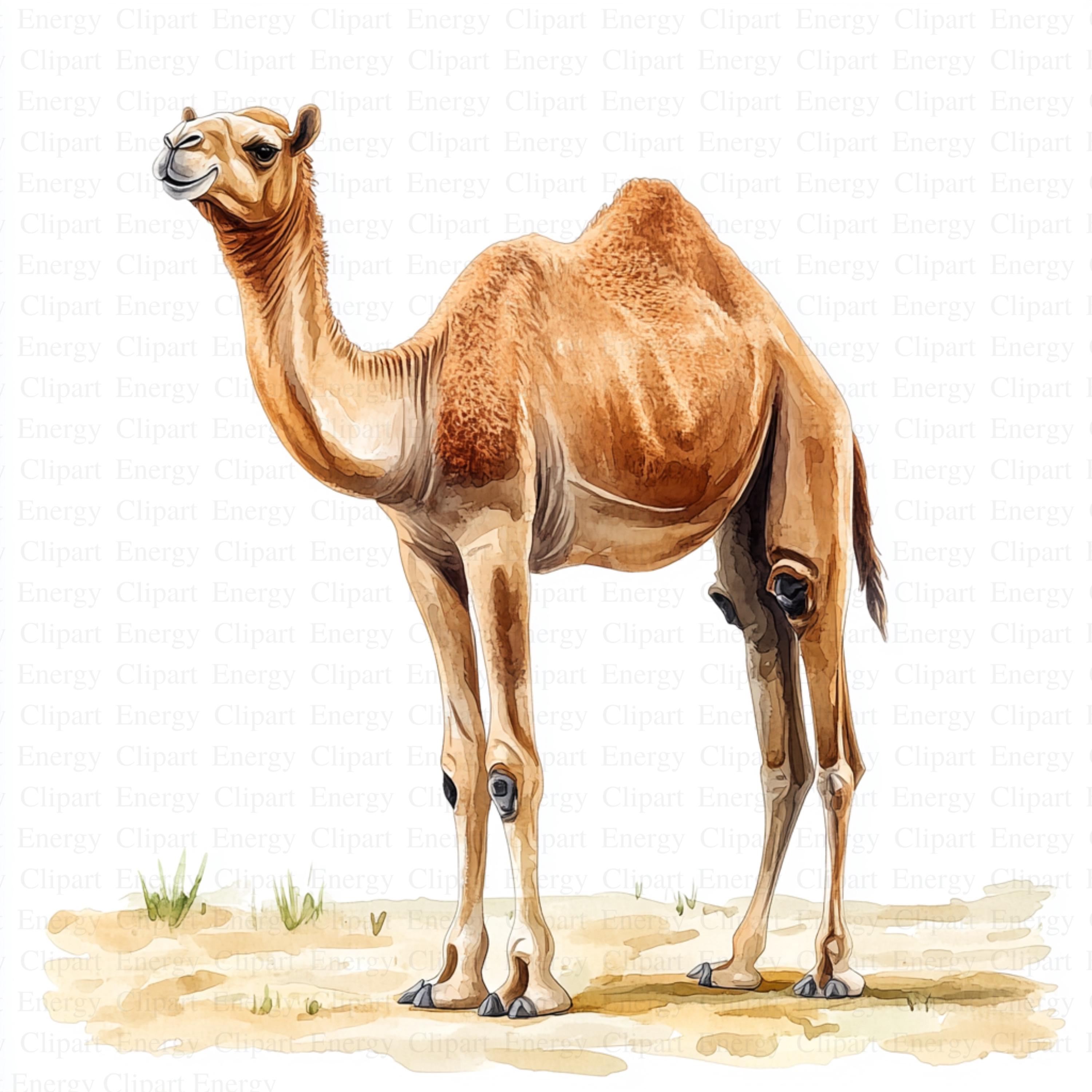 Watercolor Camel Clipart | 5 High Quality Jpg's | Digital Download ...