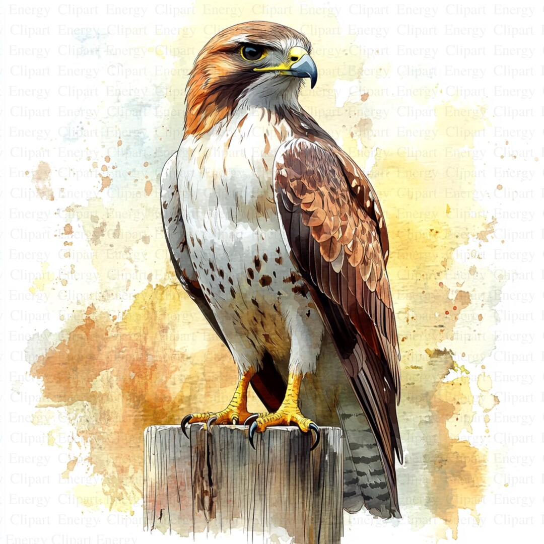 Buzzard on Fence Clipart | 5 High Quality Jpg's | Digital Download ...