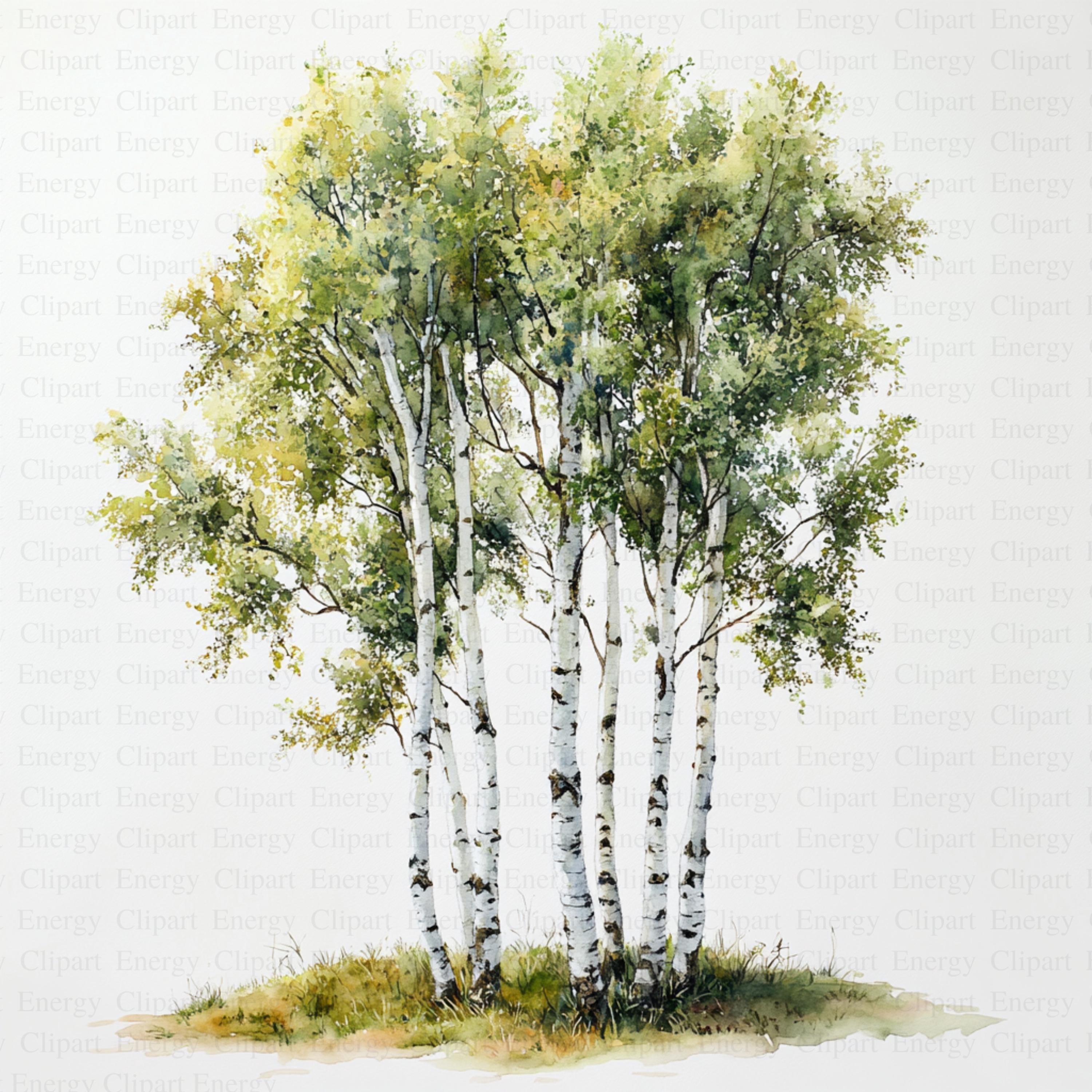 Watercolor Forest Birch Trees Clipart | 5 High Quality Jpg's | Digital ...