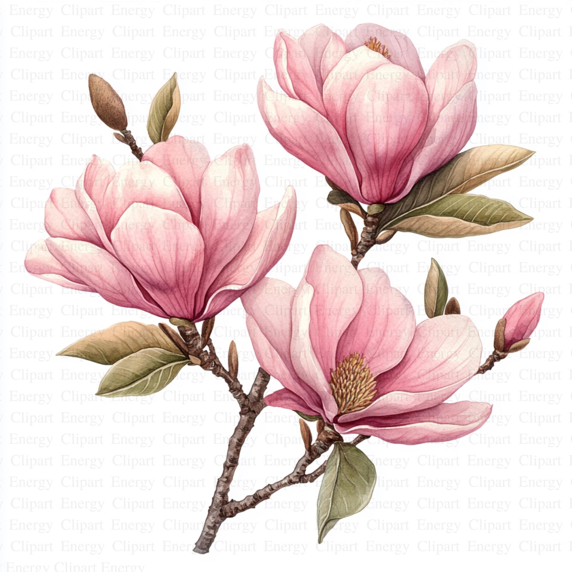 Magnolia Branches Clipart | 5 High Quality Jpgs | Instant Digital ...