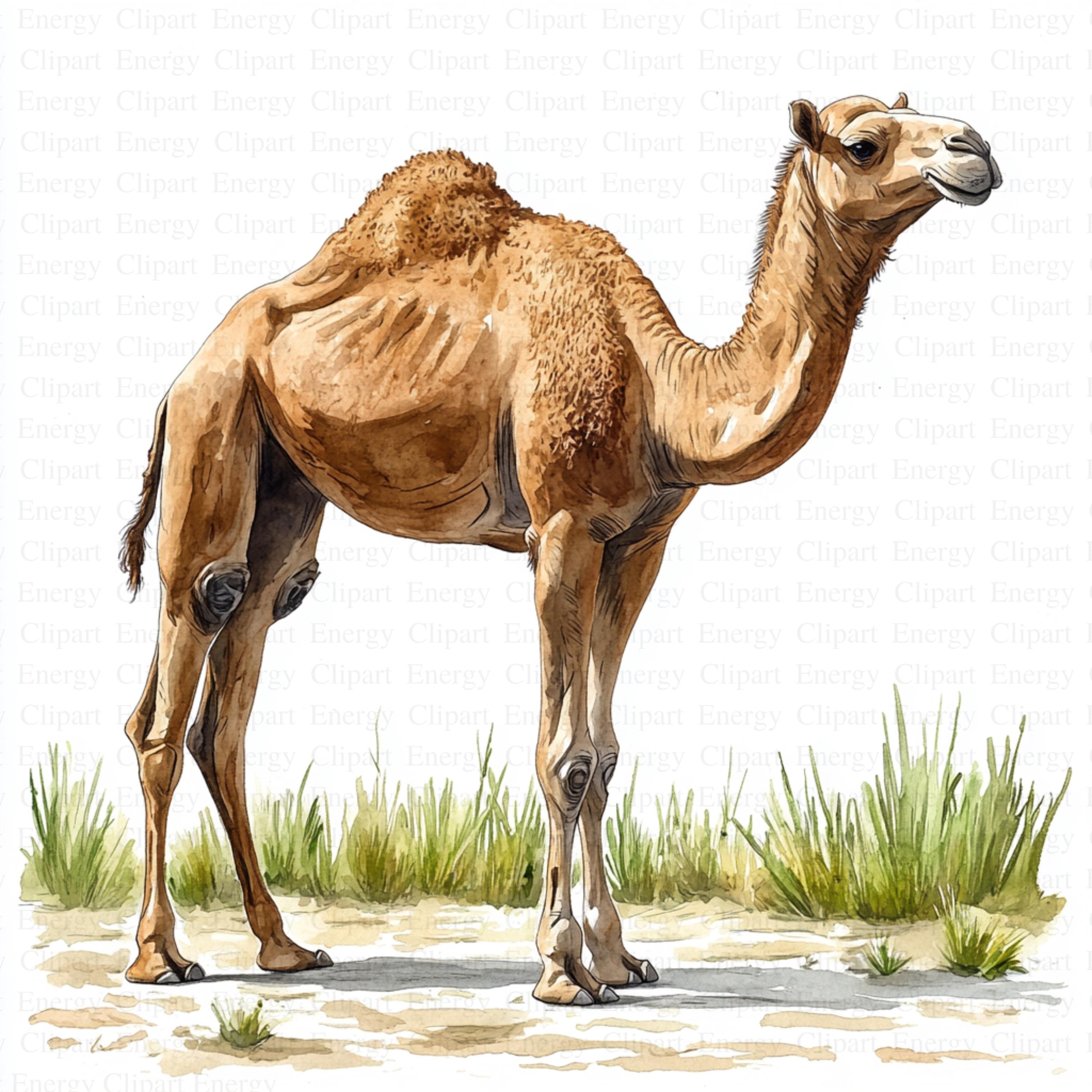 Watercolor Camel Clipart | 5 High Quality Jpg's | Digital Download ...