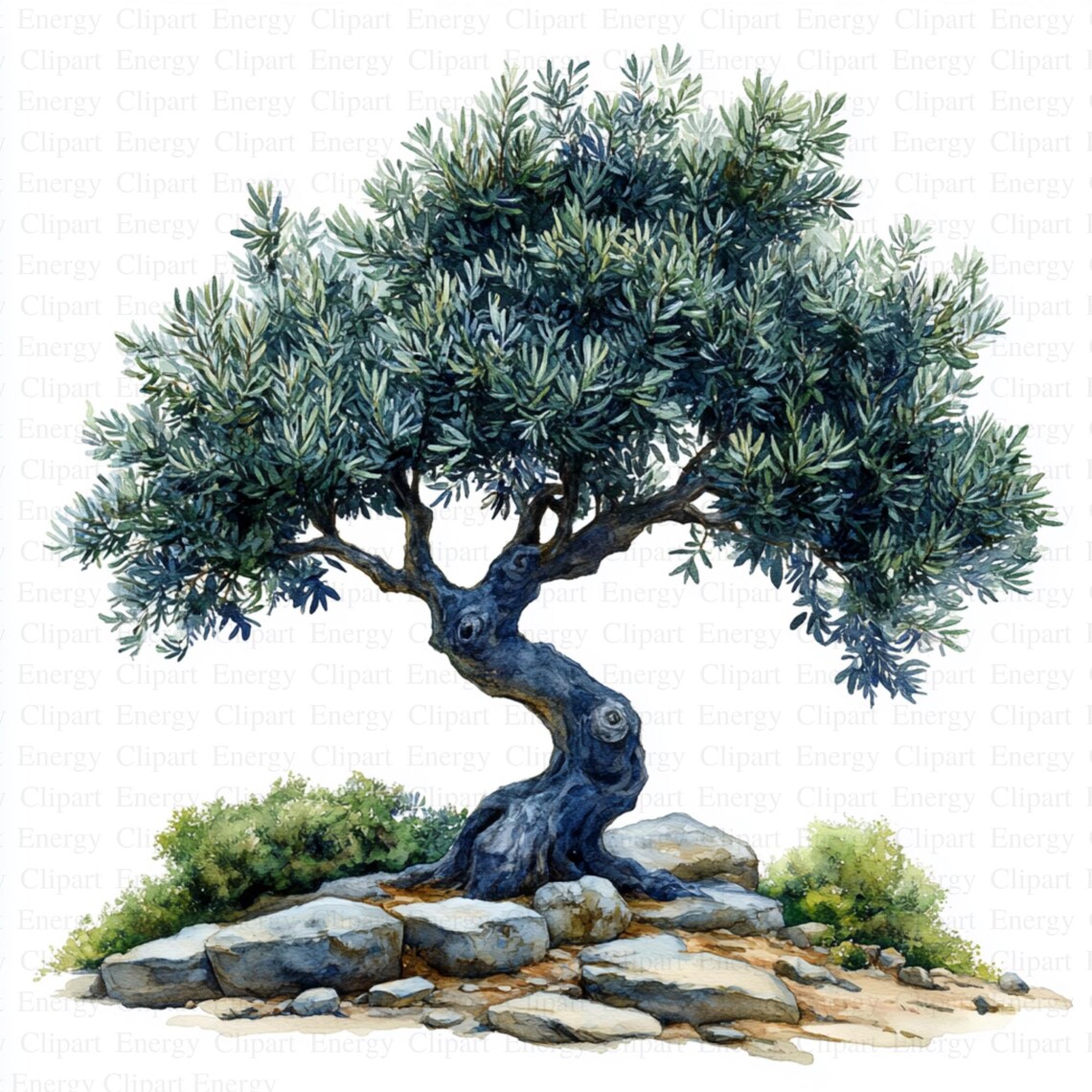 Olive Trees Clipart 5 High Quality Jpgs Digital Download Botanical Art ...