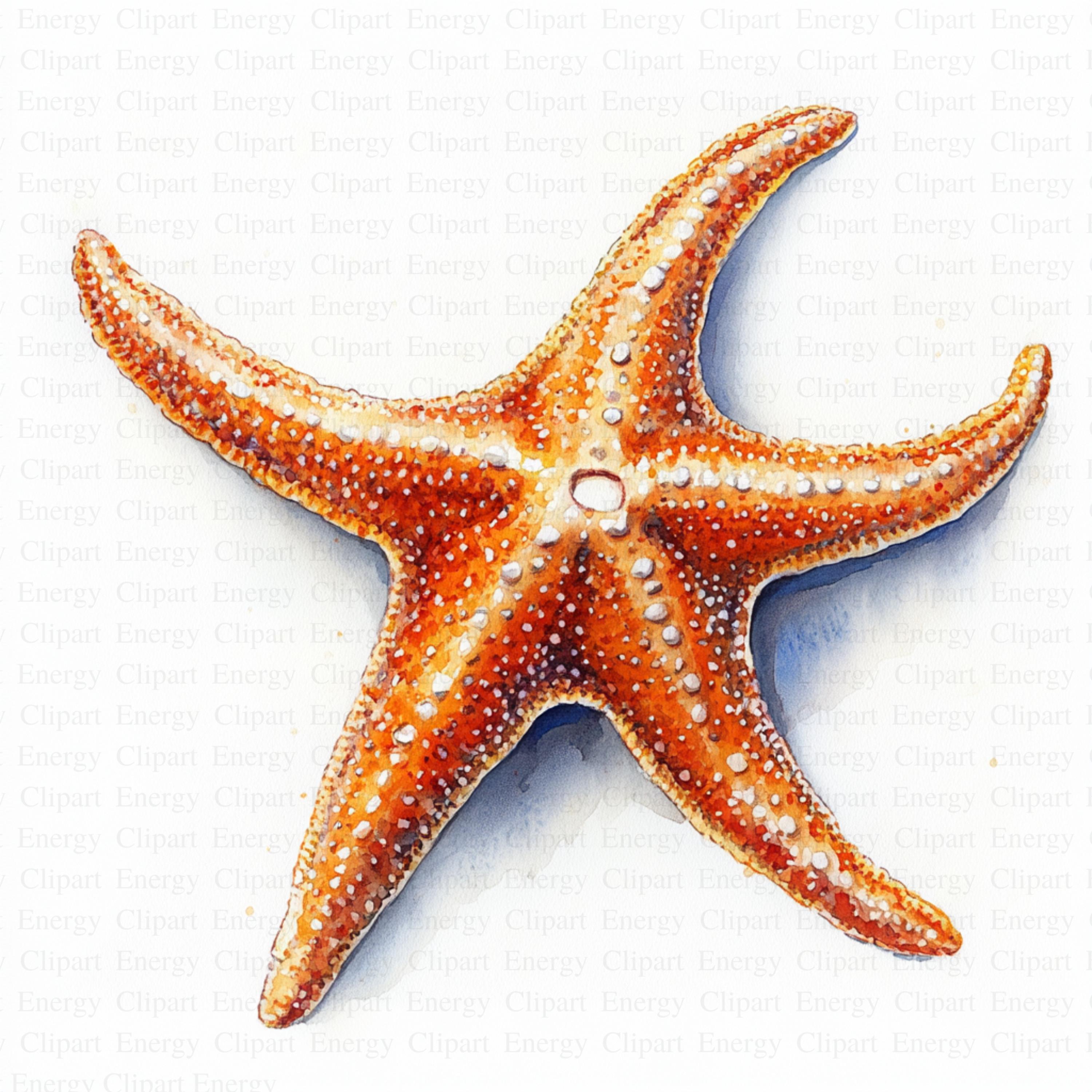 Starfish Clipart | 5 High Quality Jpg's | Digital Download | Beach ...