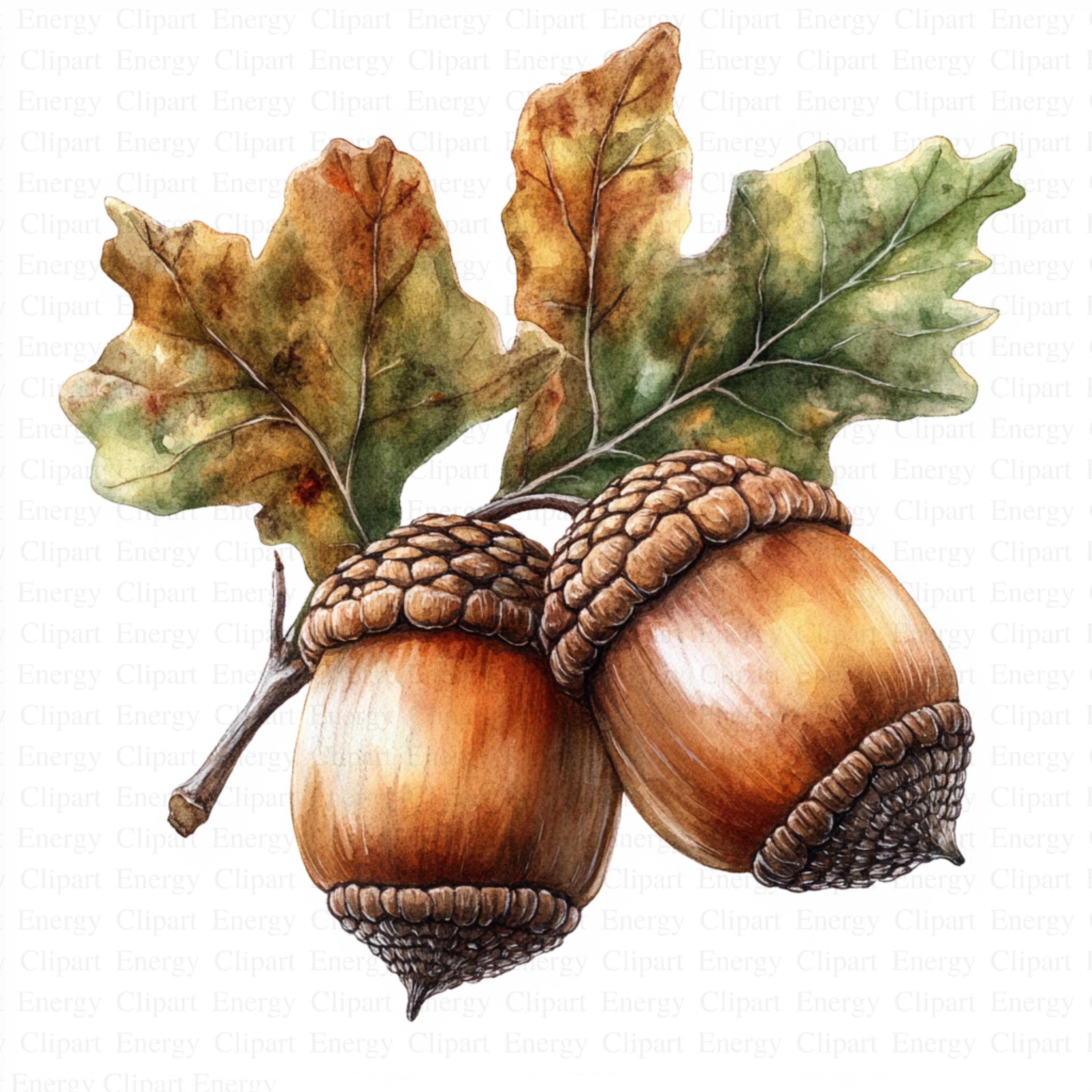 Watercolor Oak Acorn Clipart | 5 High Quality Jpg's | Digital Download ...