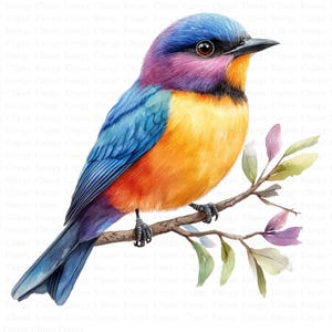 Colorful Bird Clipart 5 High Quality Jpg's Digital Download Bright Bird ...