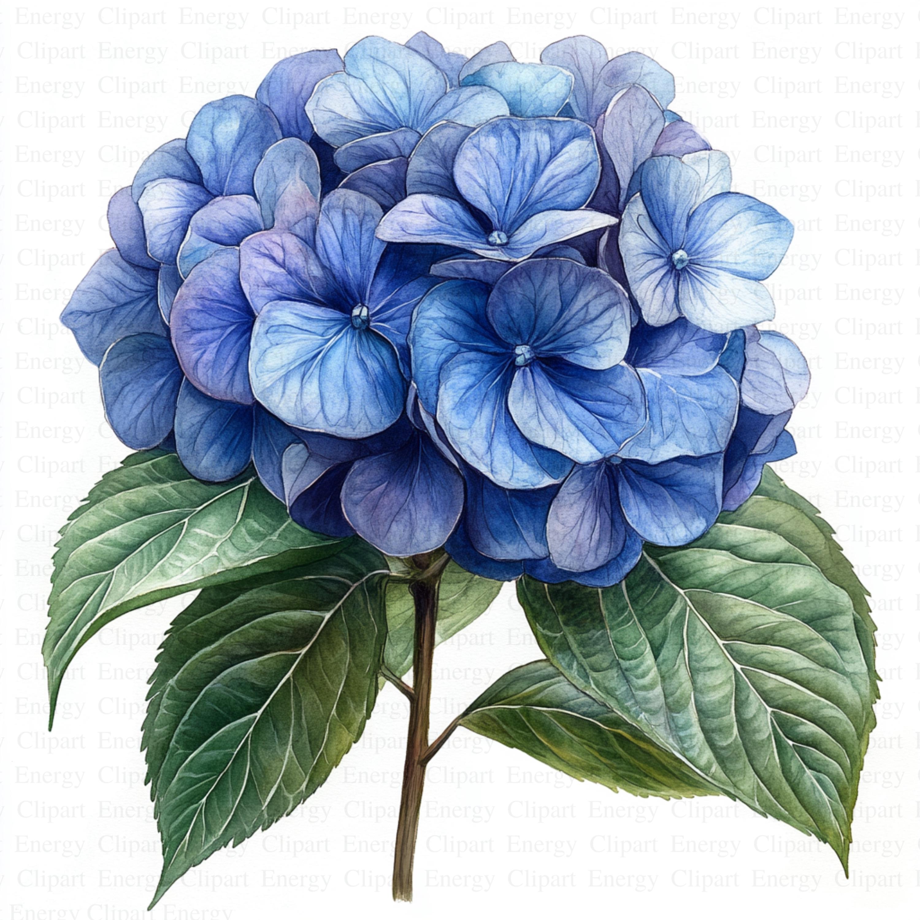 Hydrangea Clipart | 5 High Quality Jpg's | Digital Download | Floral ...