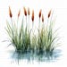 Cattails and Reeds in Water Pond Clipart | 5 High Quality Jpgs ...