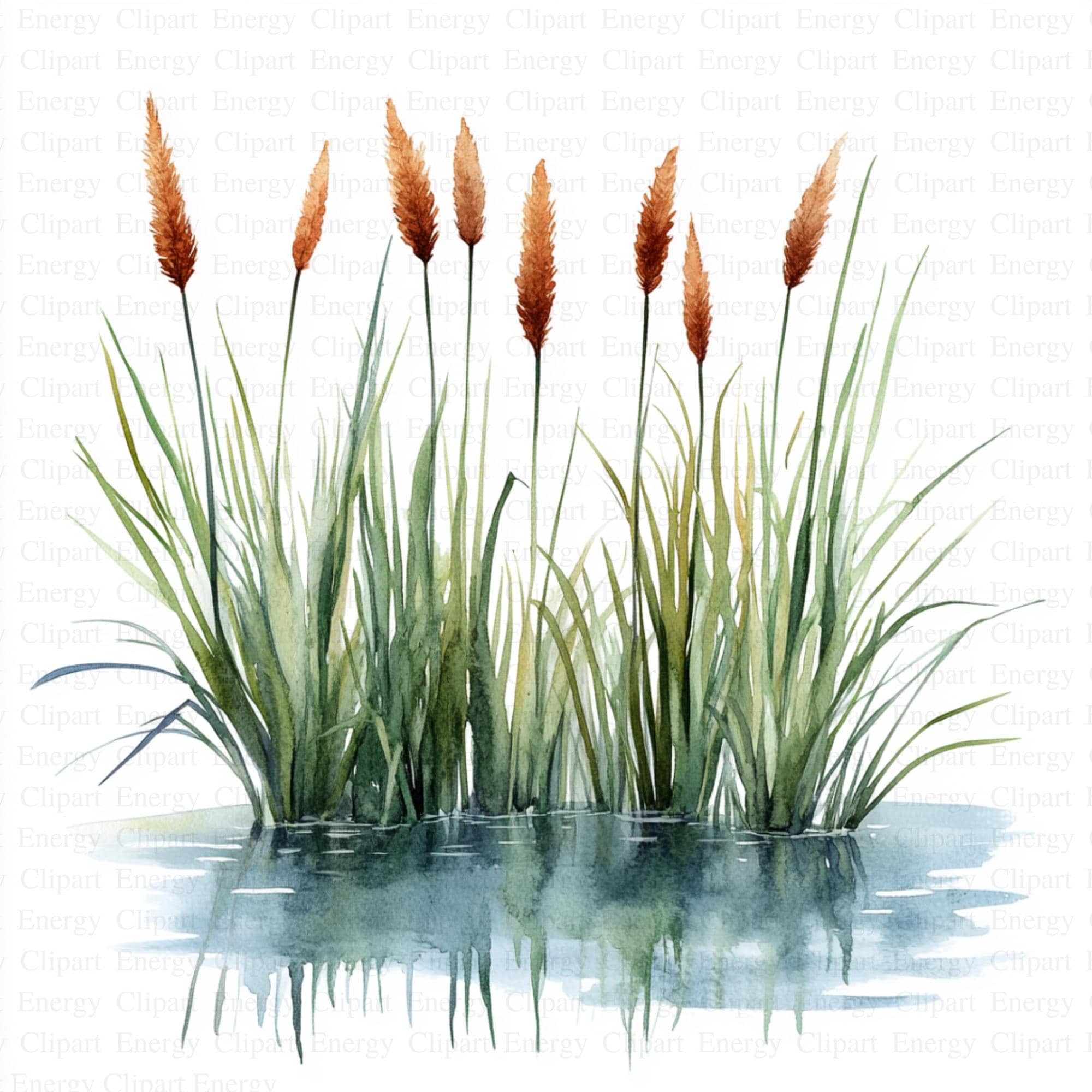 Cattails and Reeds in Water Pond Clipart | 5 High Quality Jpgs ...
