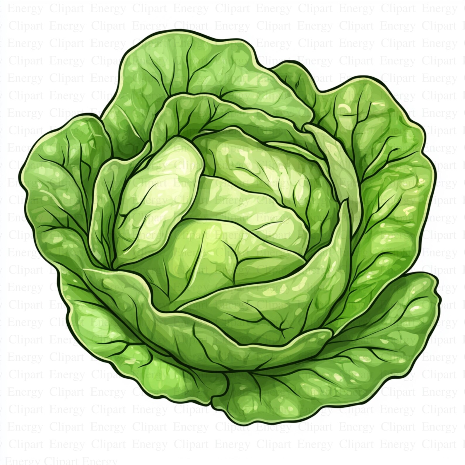 Lettuce Clipart | 5 High Quality Jpg's | Digital Download | Lettuce ...