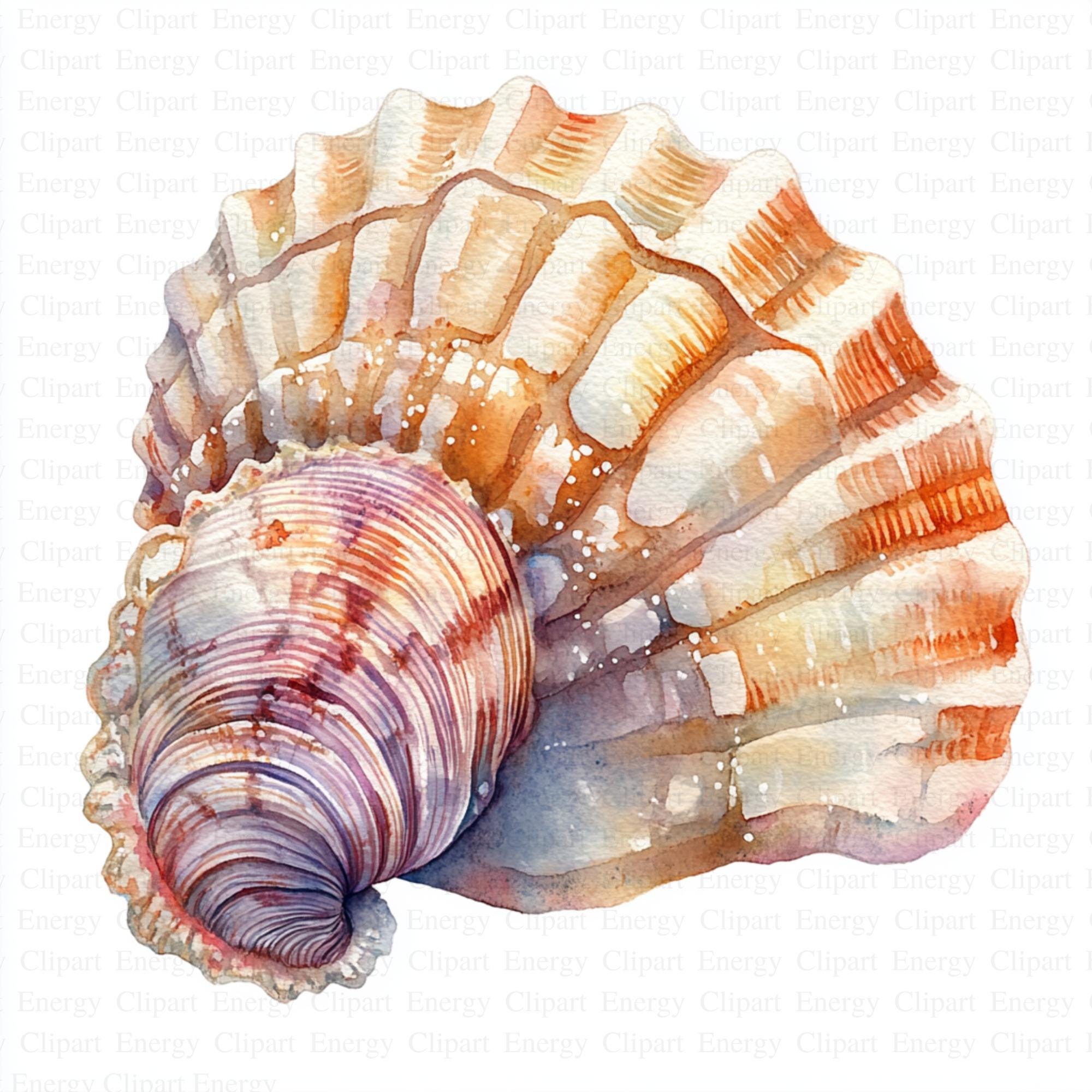 Gorgeous Sea Shells Clipart | 5 High Quality Jpgs | Digital Download ...