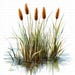 Cattails and Reeds in Water Pond Clipart | 5 High Quality Jpgs ...