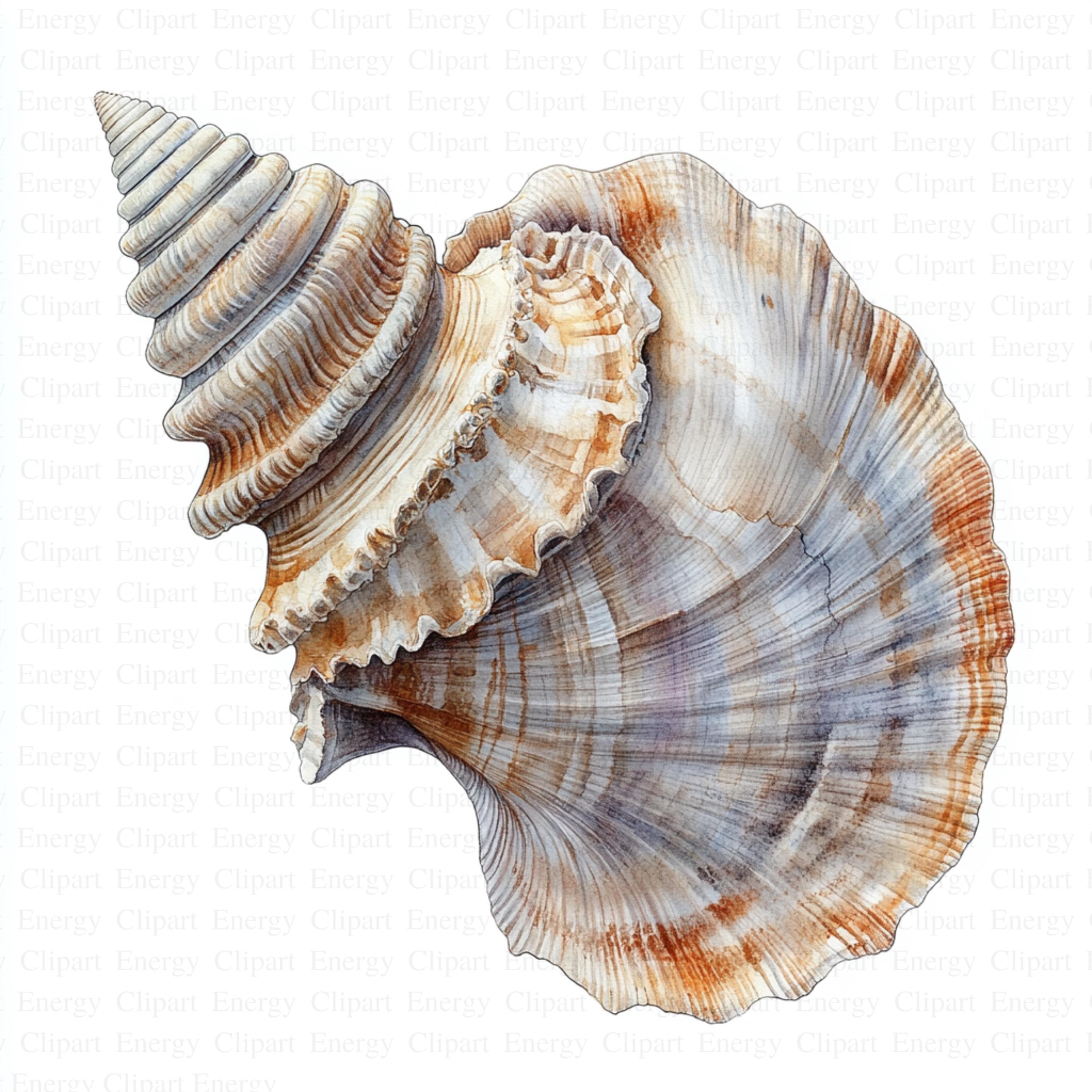 Watercolor Shell Clipart | 5 High Quality Jpg's | Digital Download ...