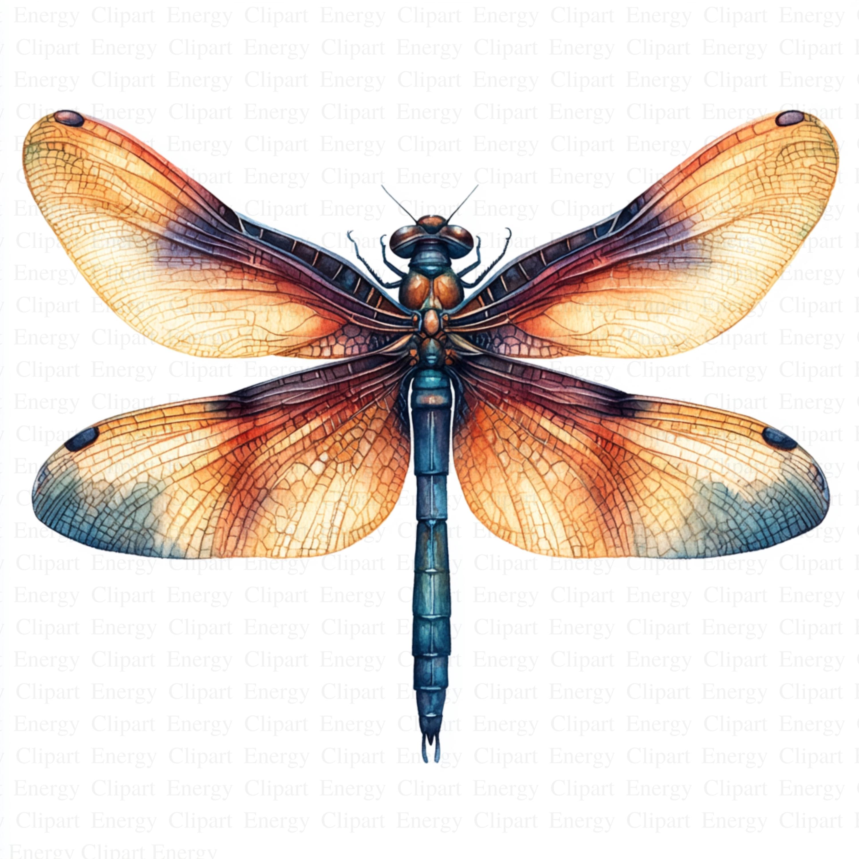 Vintage Dragonfly Clipart | 5 High Quality Jpg's | Digital Download ...