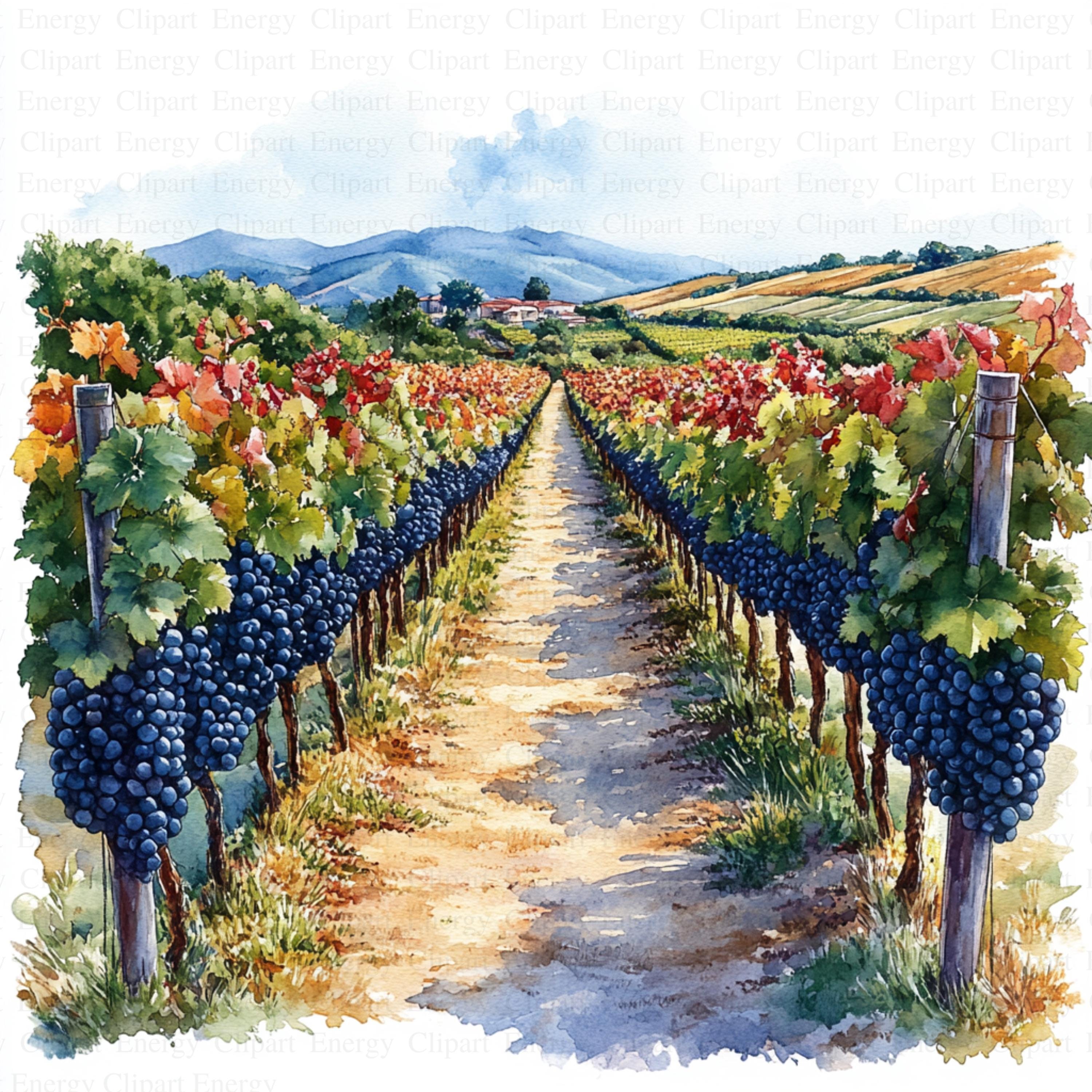 Watercolor Vineyard Clipart | 5 High Quality Jpg's | Digital Download ...