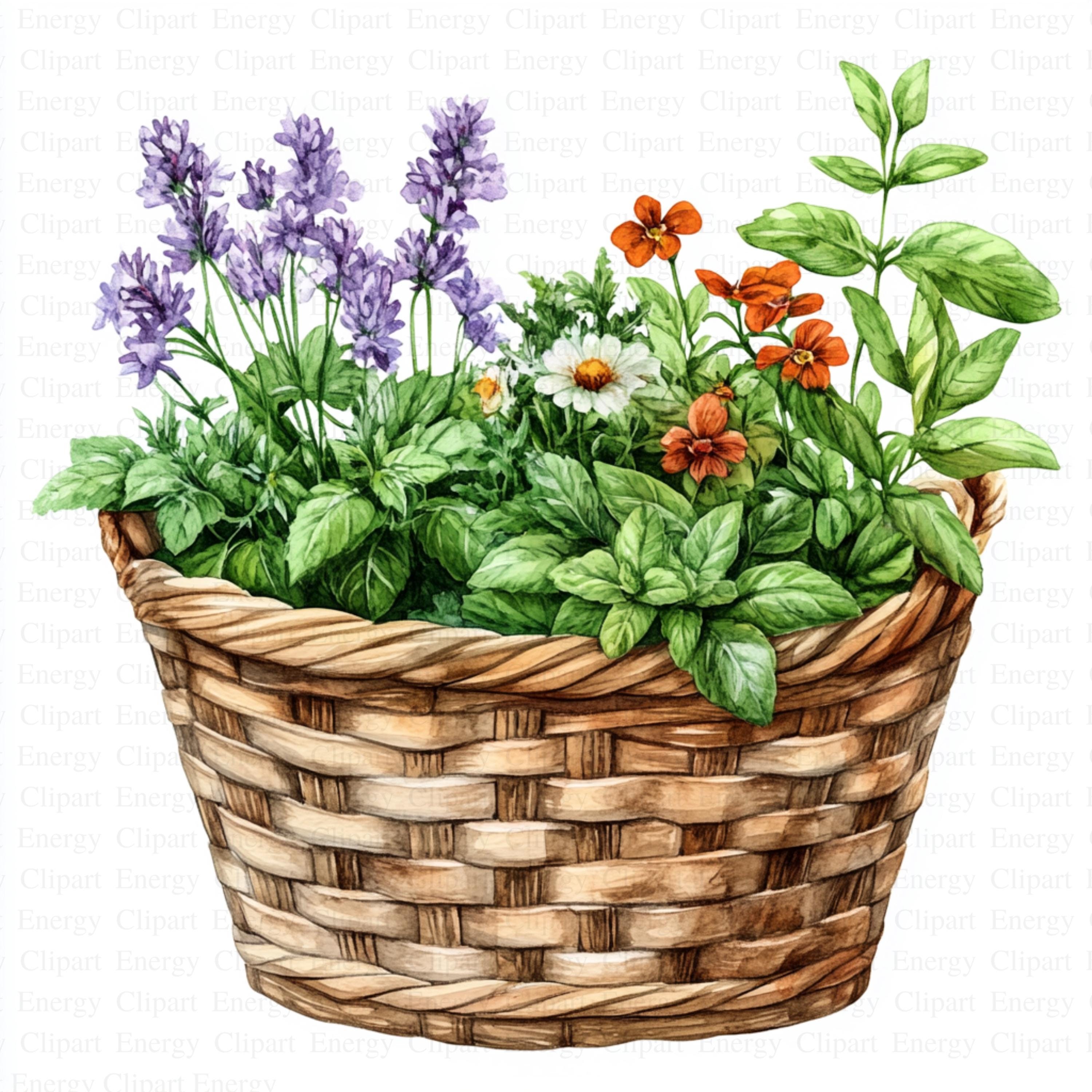Watercolor Herbs Basket Clipart 5 High Quality Jpgs Digital Download ...