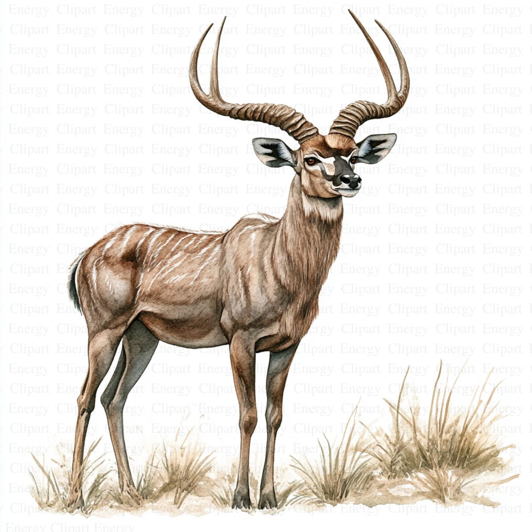 Watercolor Great Kudu Clipart | 5 High Quality Jpg's | Digital Download ...