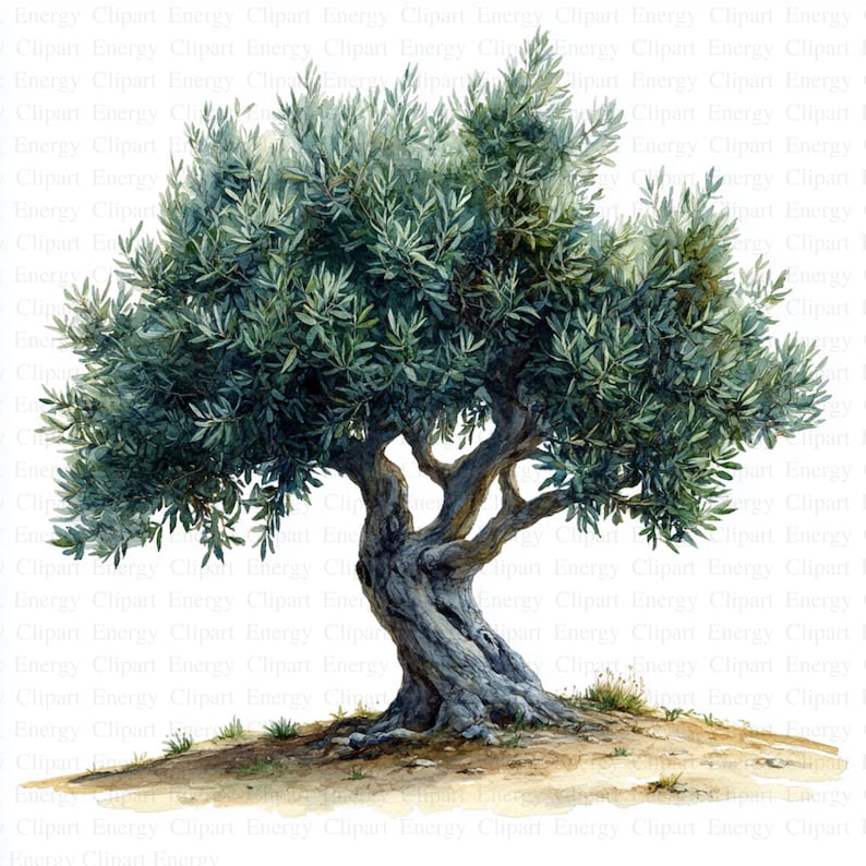 Olive Trees Clipart 5 High Quality Jpgs Digital Download Botanical Art ...
