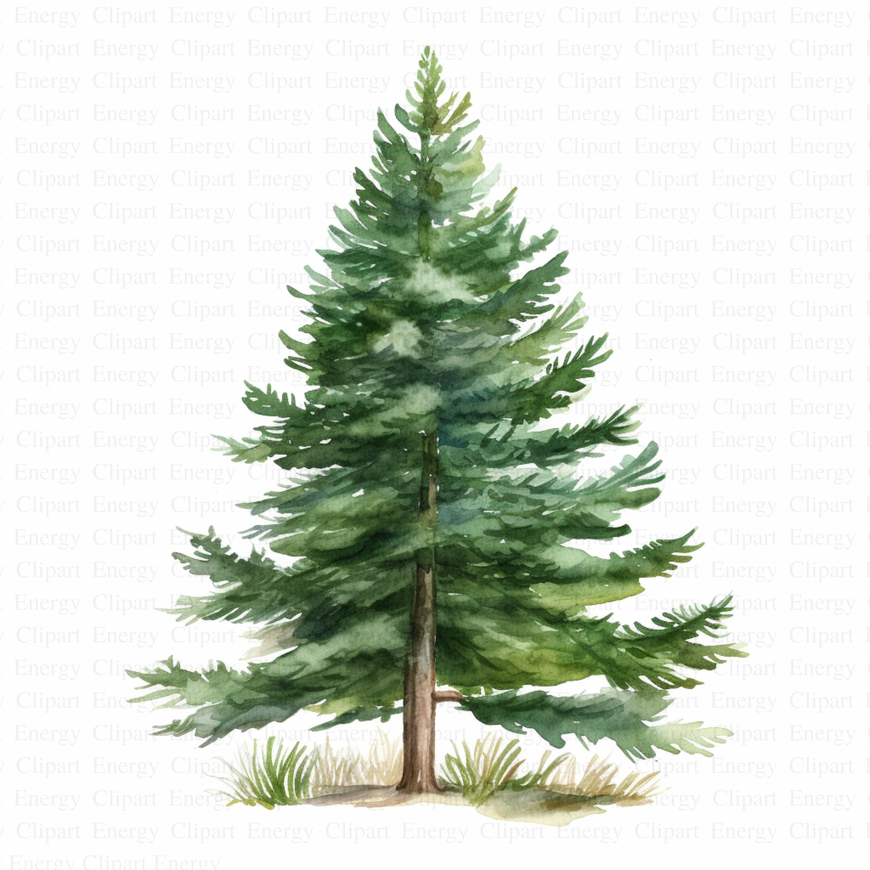 Fir Trees Clipart | 5 High Quality Jpgs | Botanical Art | Fir Tree ...