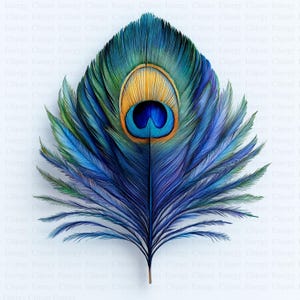 Peacock Feathers Clipart | 5 High Quality Jpg's | Digital Download ...