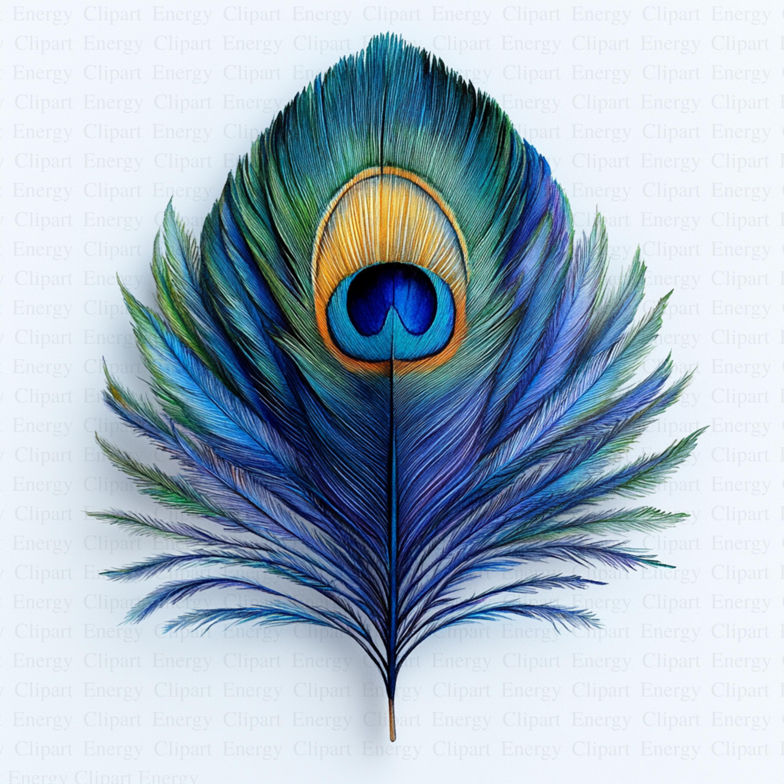 Peacock Feathers Clipart | 5 High Quality Jpg's | Digital Download ...