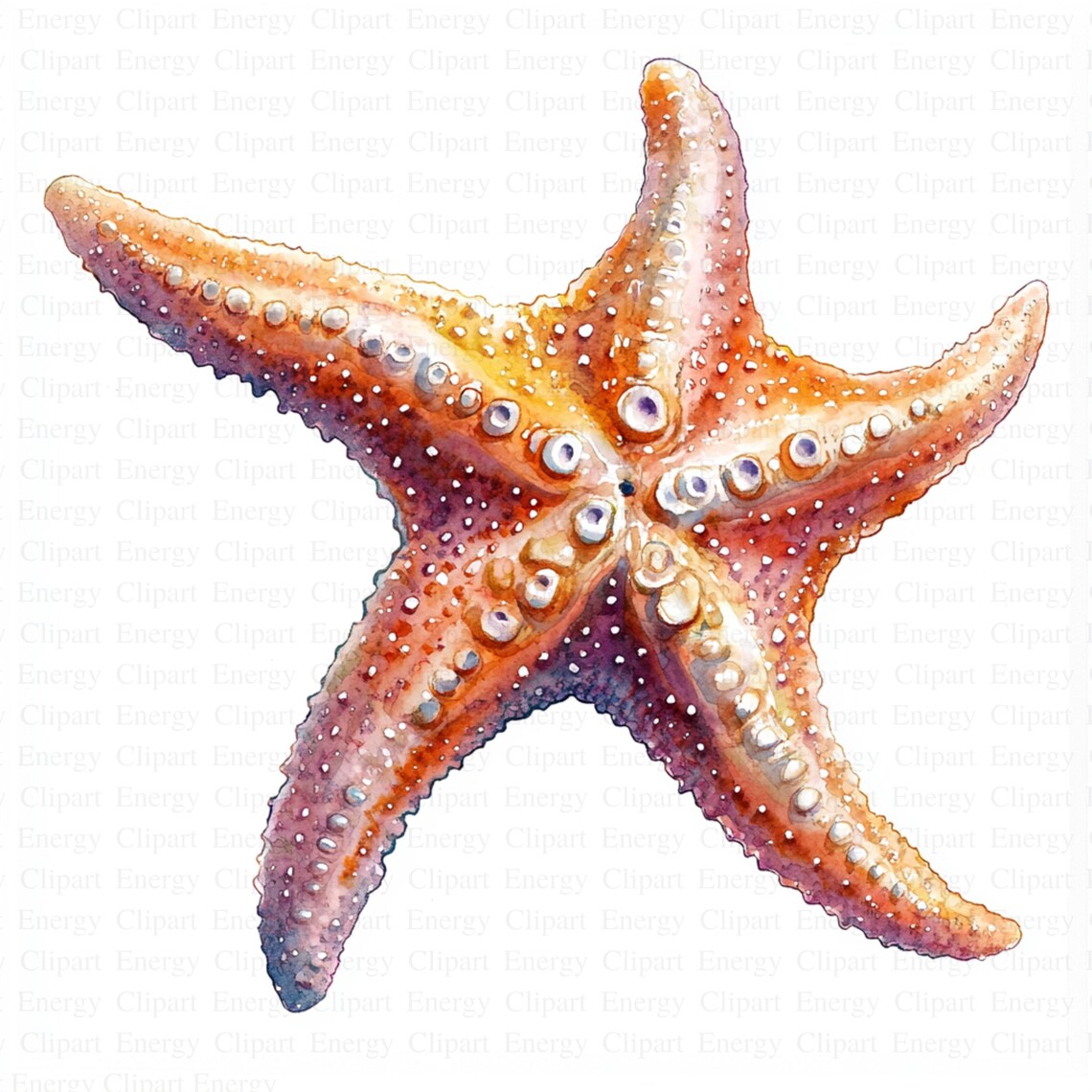 Watercolor Starfish Clipart 5 High Quality Jpg's Digital Download Beach ...