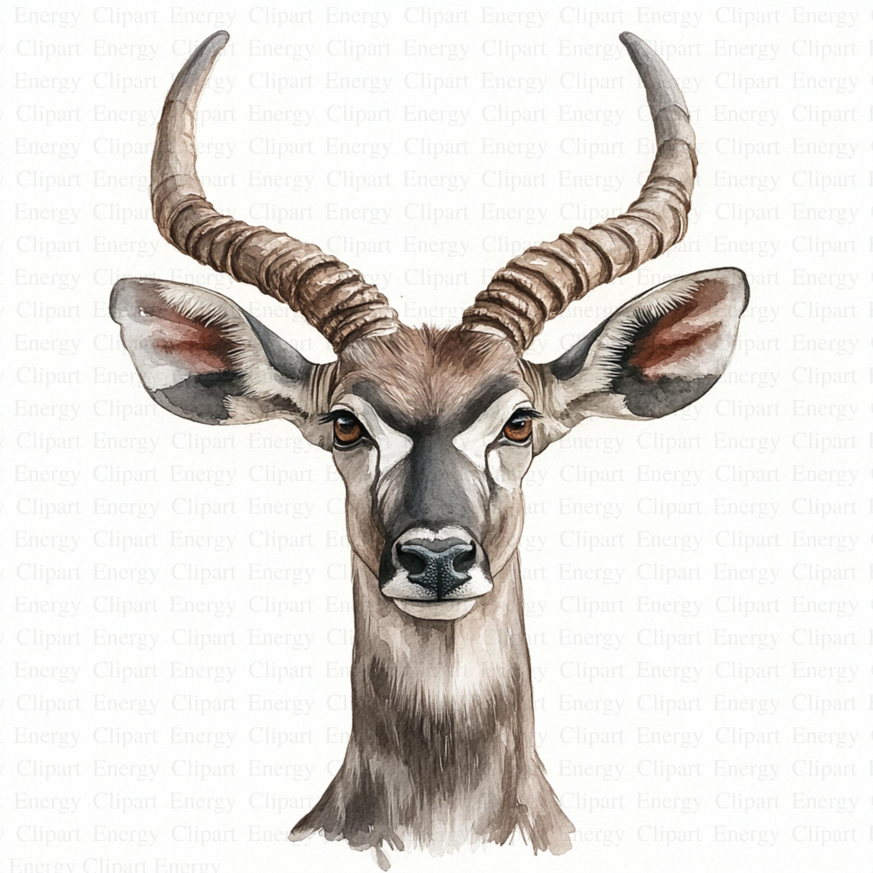Great Kudu Clipart | 5 High Quality Jpg's | Digital Download | Majestic ...