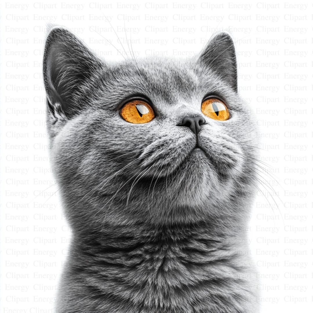 British Shorthair Cats Clipart | 5 High Quality Jpg's | Digital ...