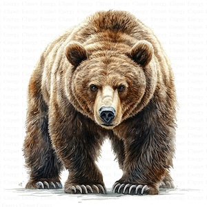 Grizzly Bear Clipart | 5 High Quality Jpg's | Digital Download ...