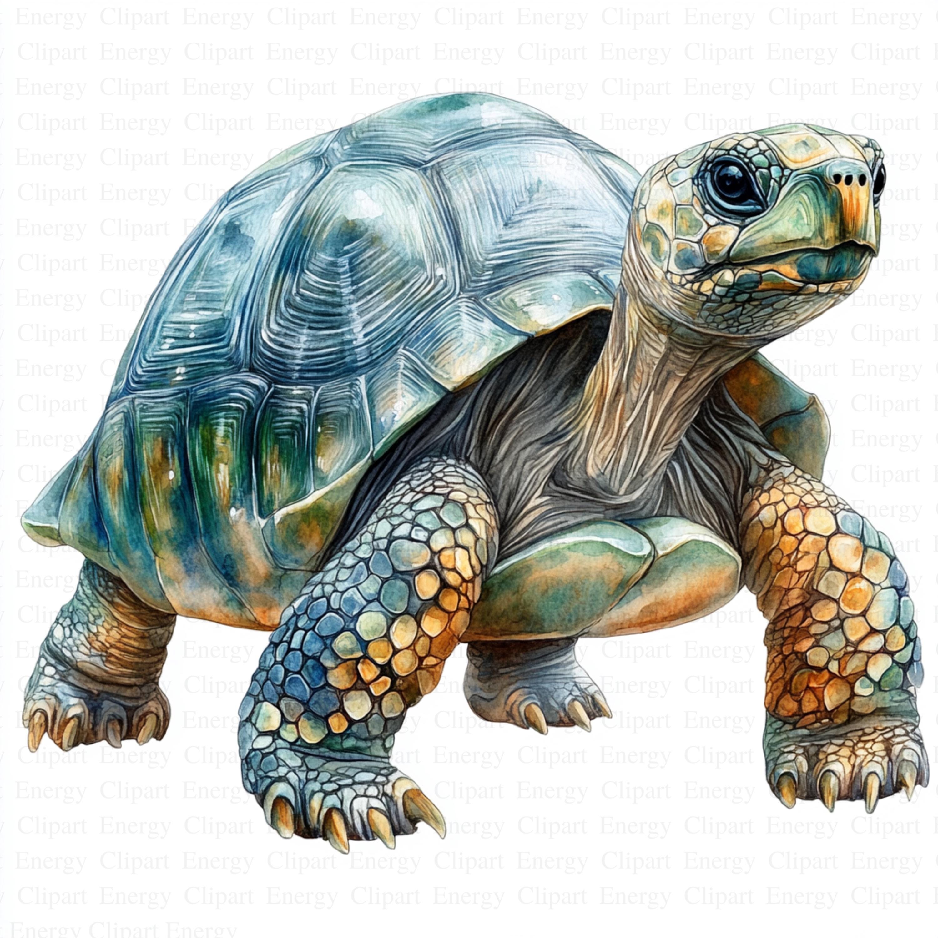 Cute Tortoise Clipart | 5 High Quality Jpg's | Digital Download ...