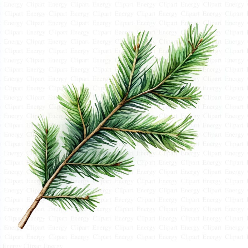 Watercolor Fir Branches Clipart | 5 High Quality Jpg's | Digital Download | Nature Clipart ...