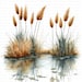 Cattails and Reeds in Water Pond Clipart | 5 High Quality Jpgs ...