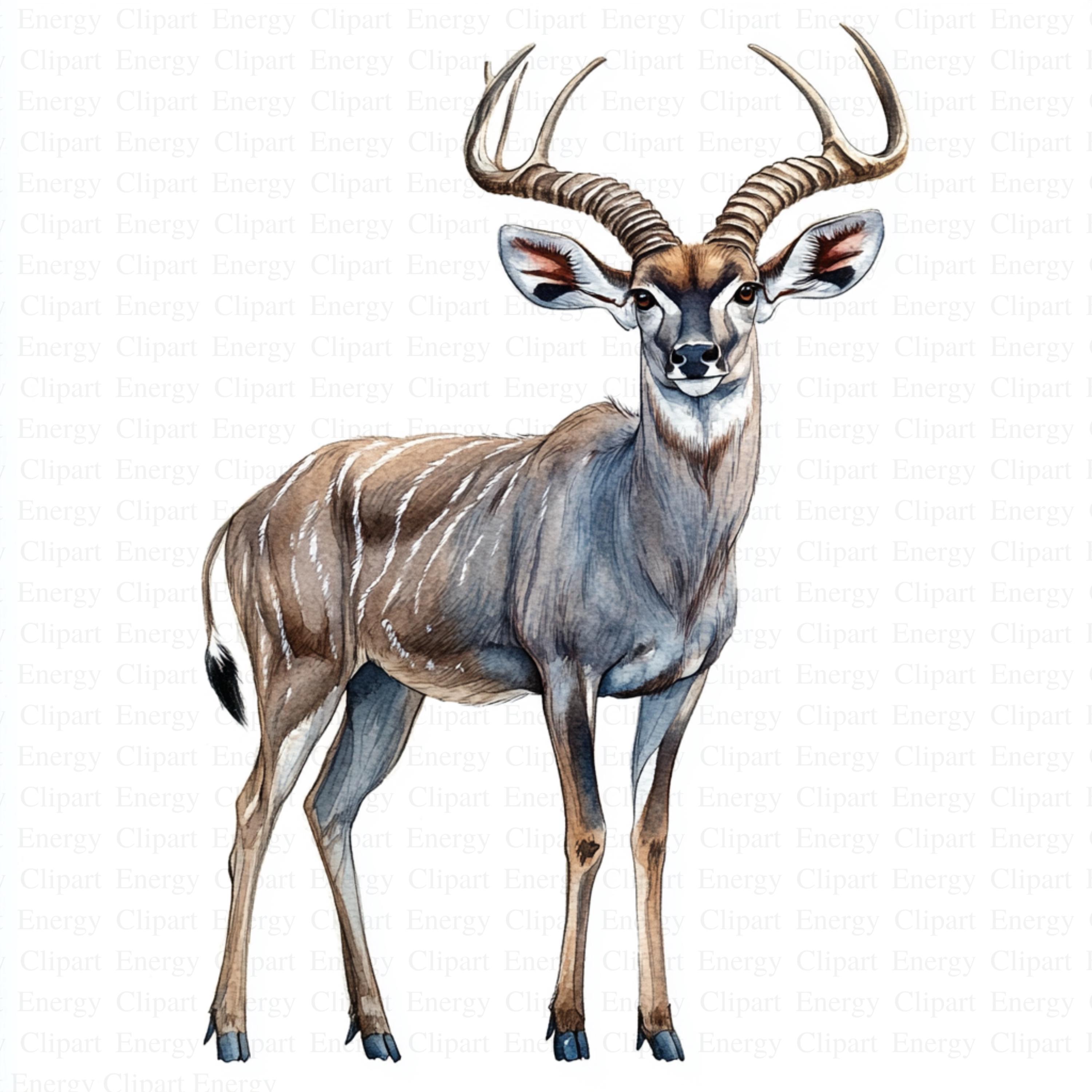 Great Kudu Clipart | 5 High Quality Jpg's | Digital Download | Majestic ...