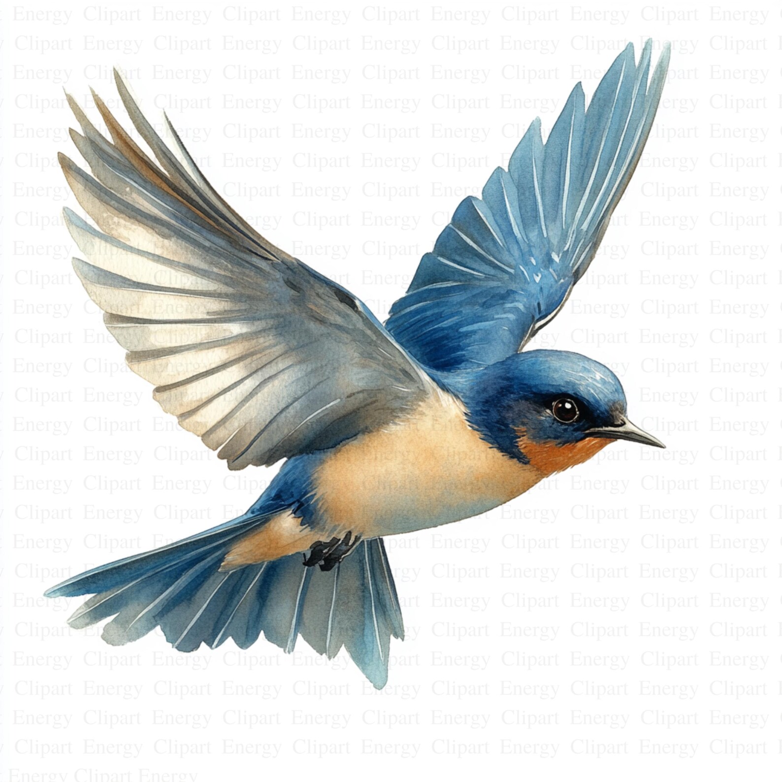Watercolor Swallow Clipart | 5 High Quality Jpg's | Digital Download ...