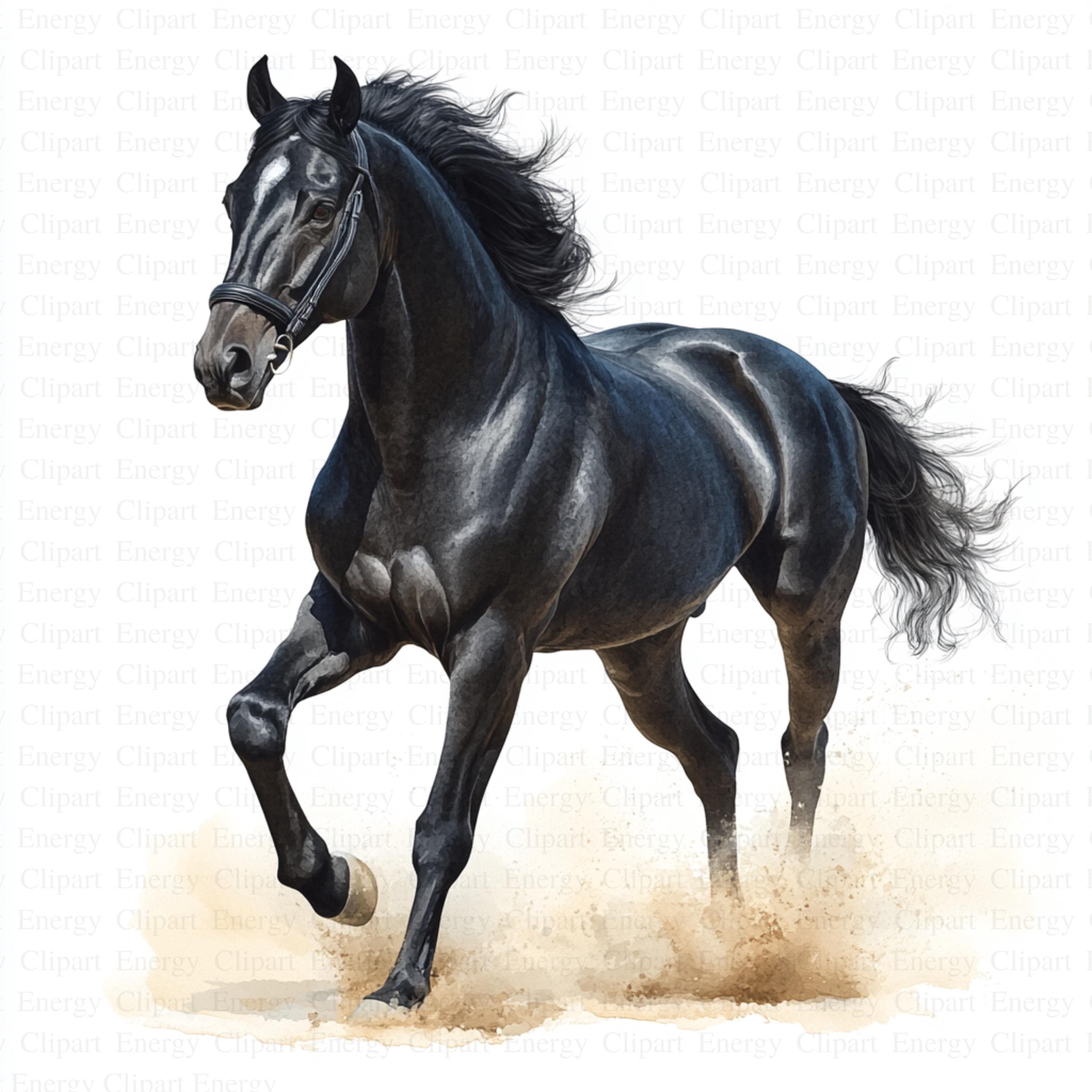 Watercolor Black Horse Clipart | 5 High Quality Jpg's | Digital ...