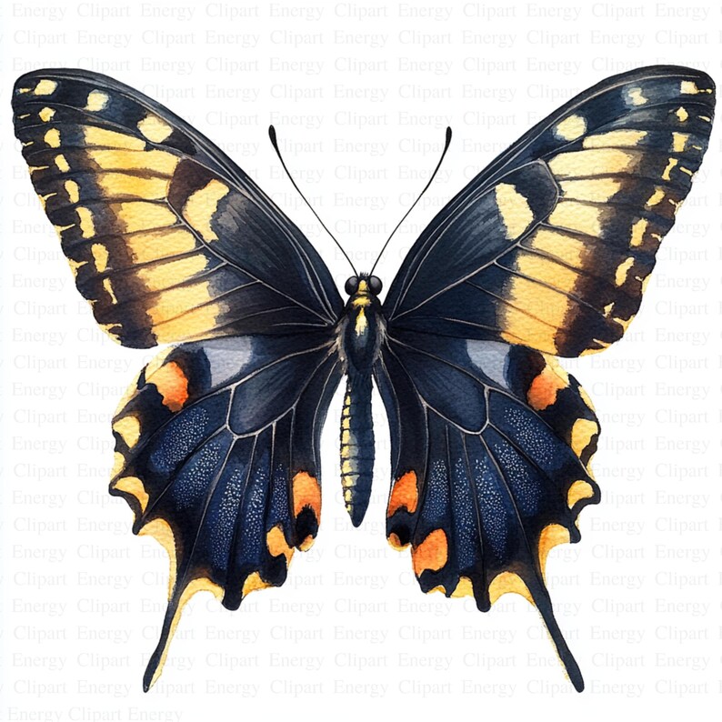 Swallowtail Butterflies Clipart | 5 High Quality Jpgs | Digital ...