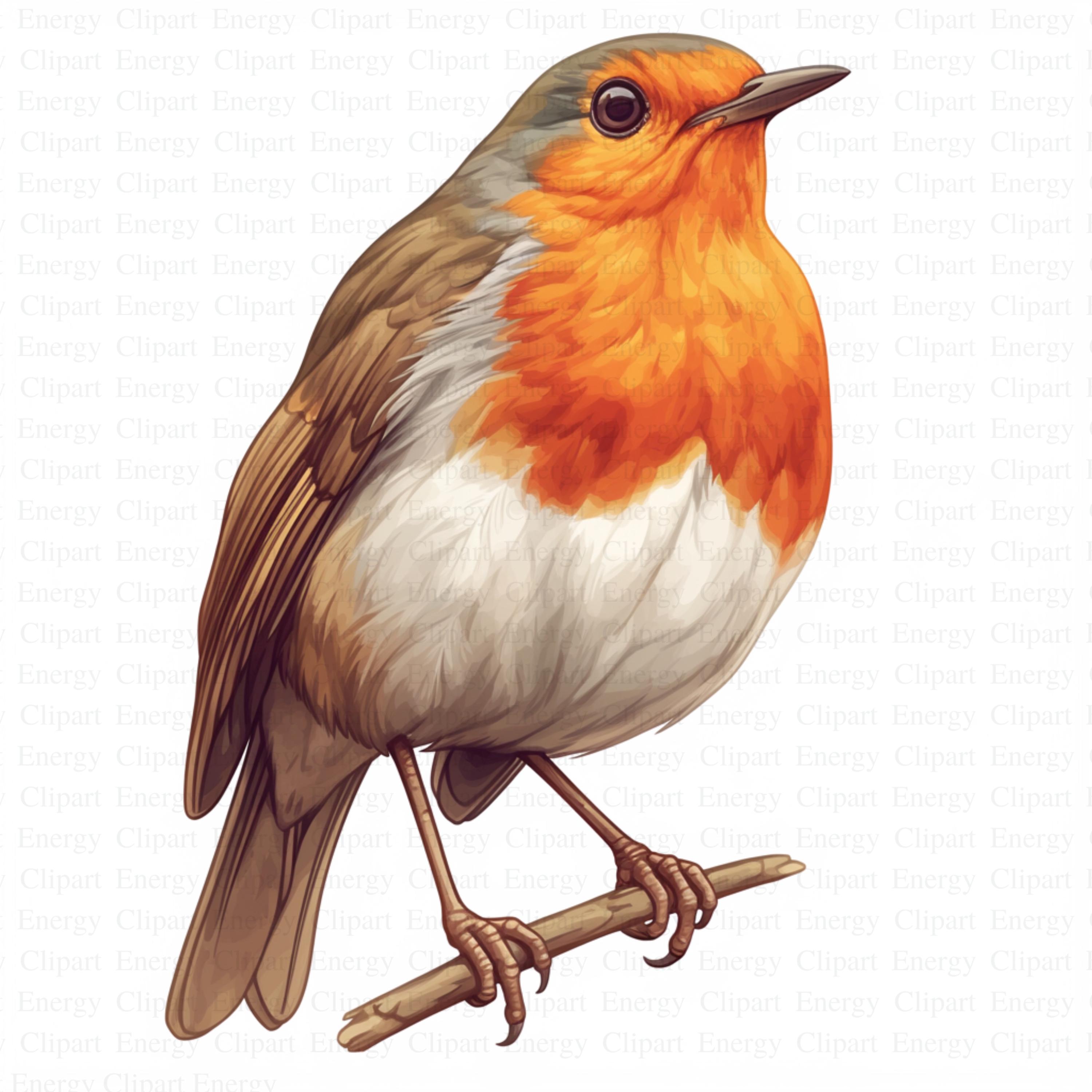 Quirky Robin Bird Clipart | 5 High Quality Jpg's | Digital Download ...